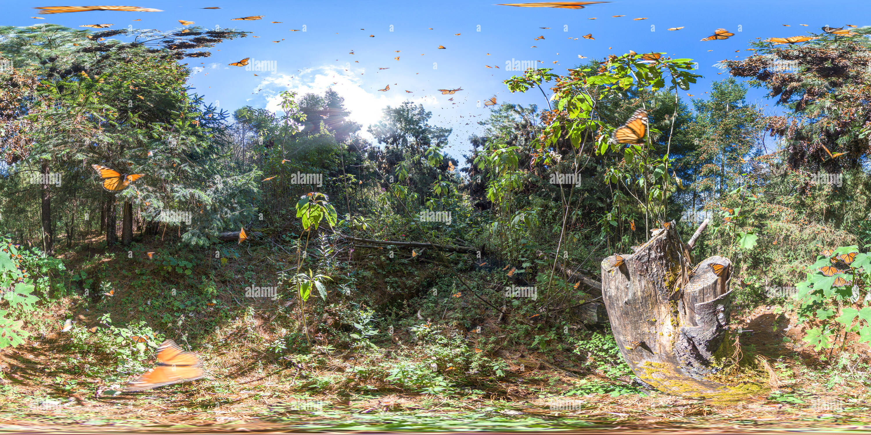 360° view of Monarch butterfly Mexico - Alamy