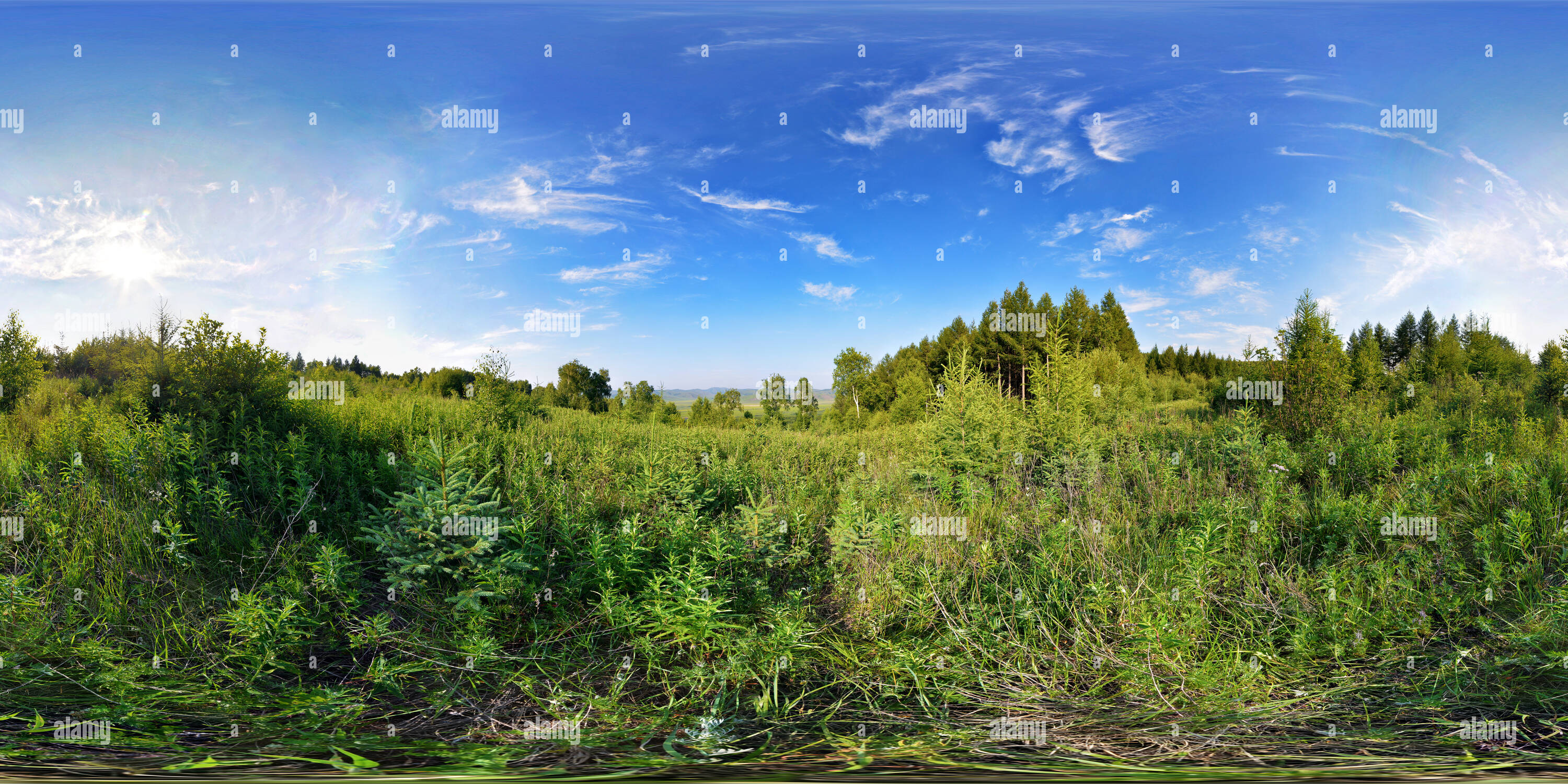 360° view of 20150713hillside saihanba woodland赛罕坝滦河源山丘林地 - Alamy