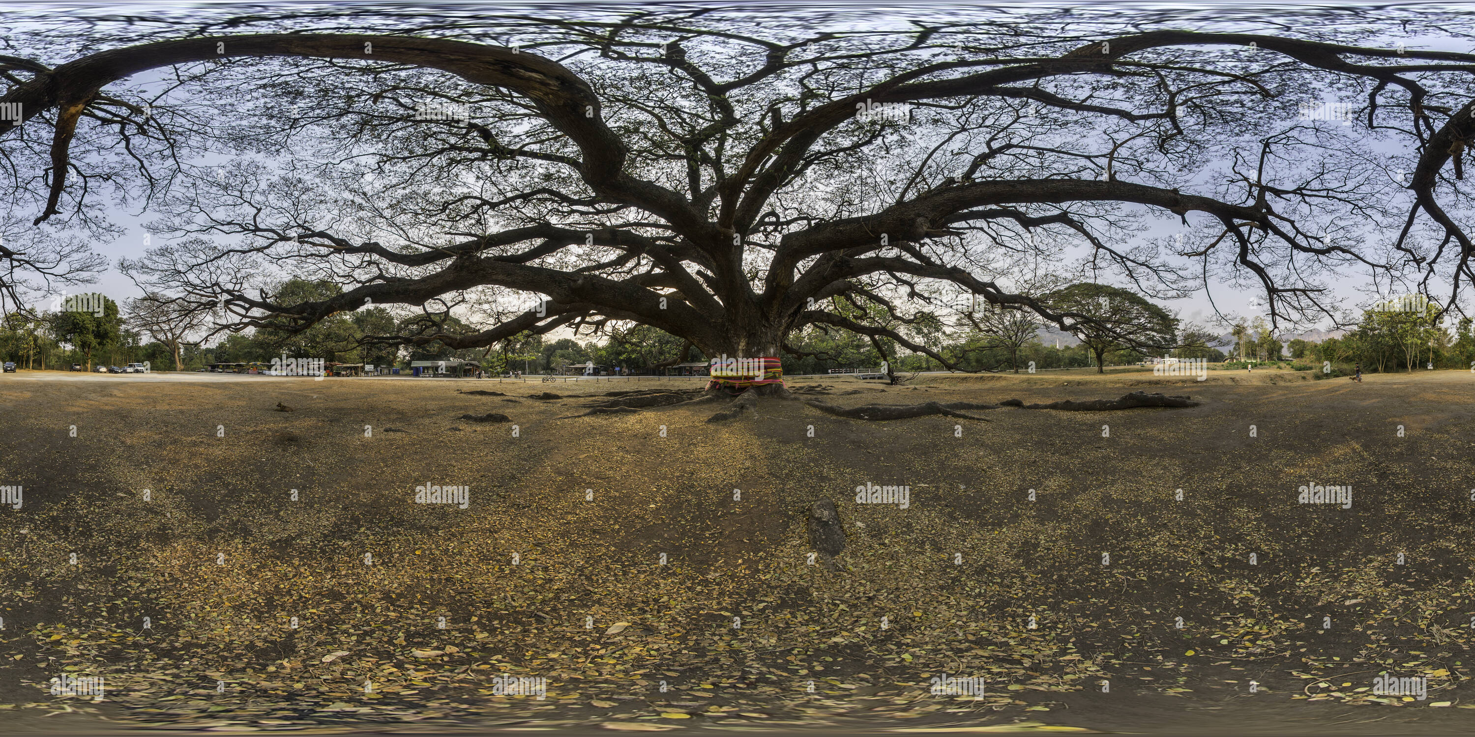 360° view of Giant Rain Tree, Kanchanaburi, Thailand, 2017 - Alamy