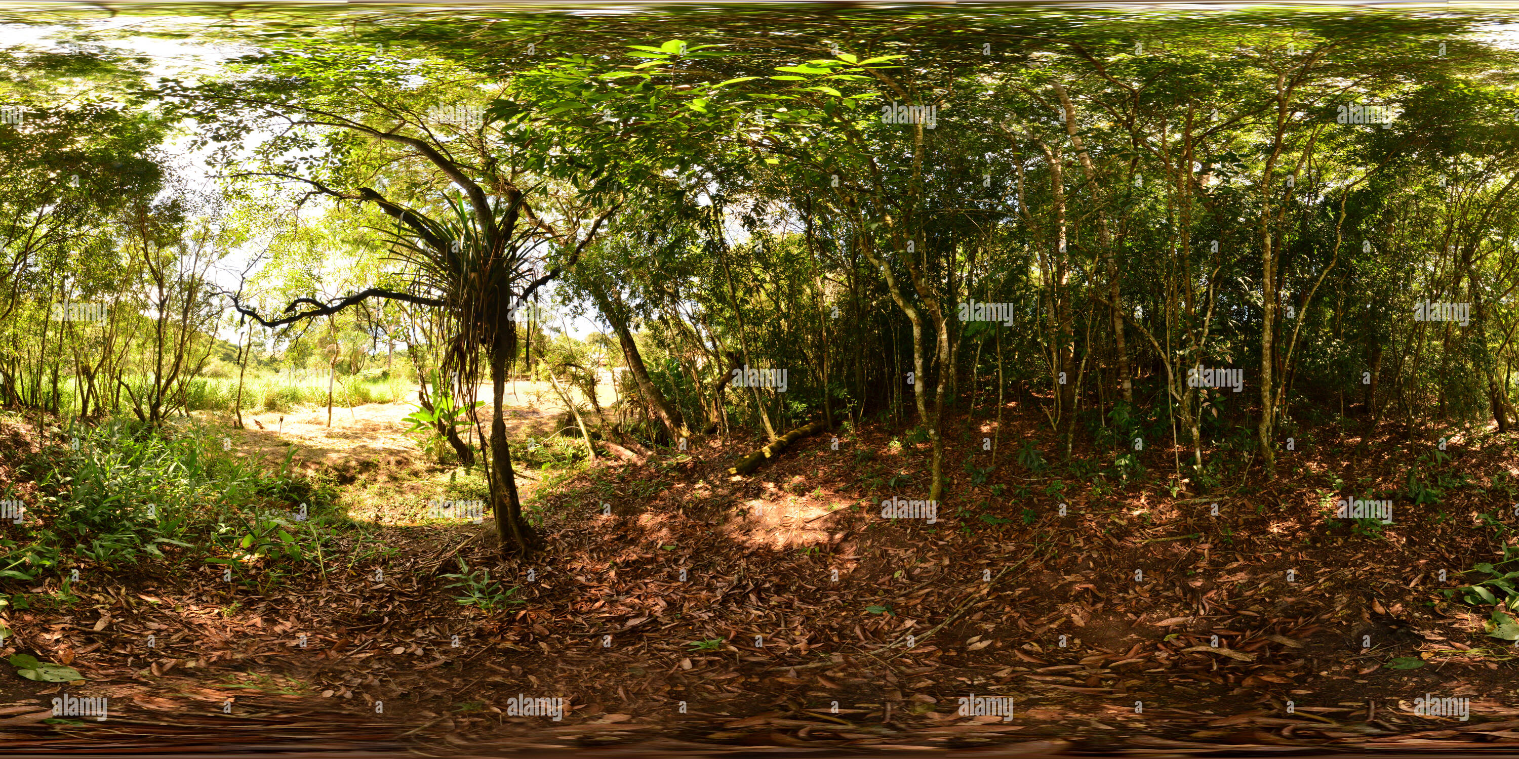 360° view of Farm, tropical ecosystem - Alamy