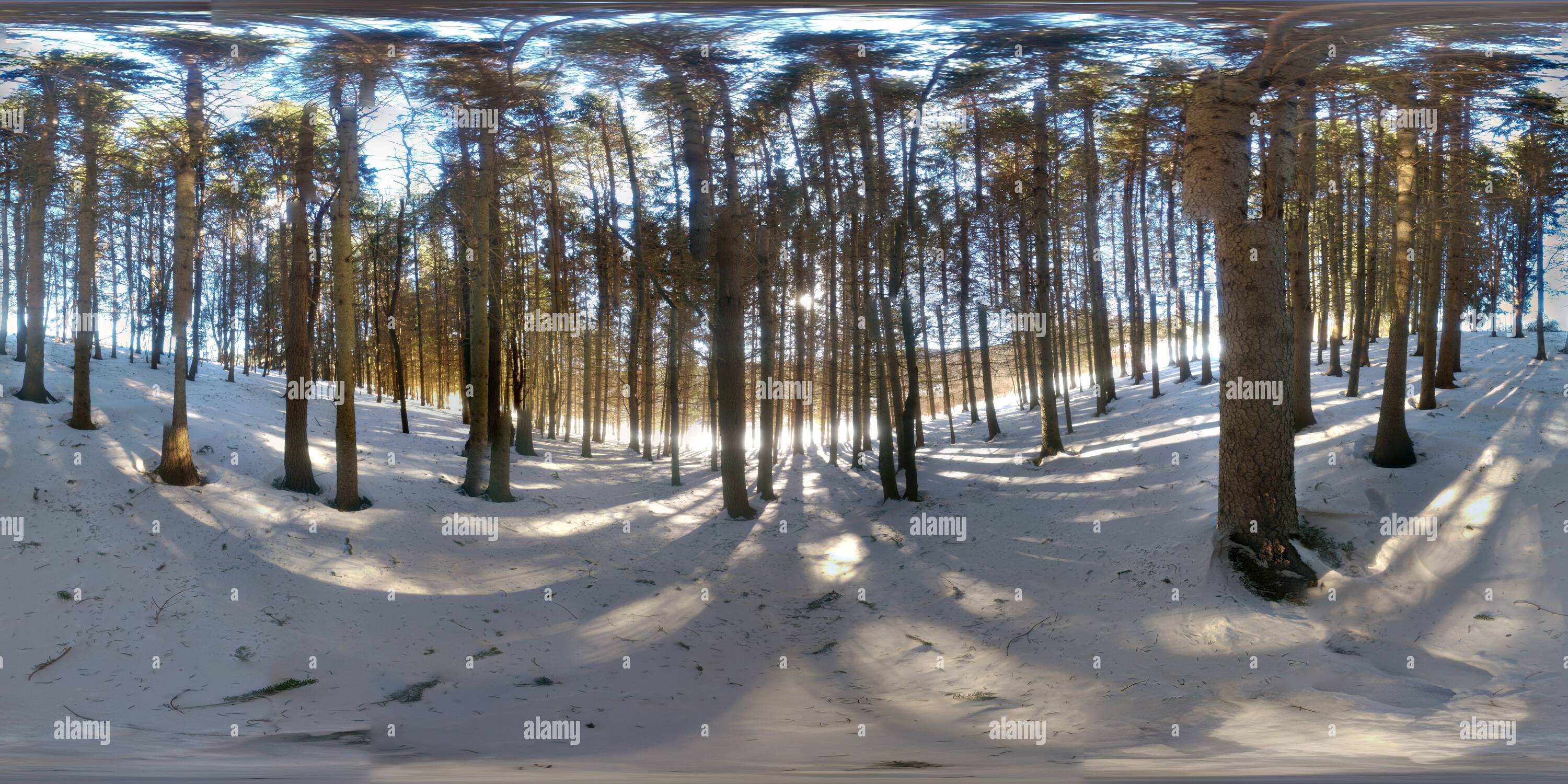 360° view of Deep in the Forest - Alamy