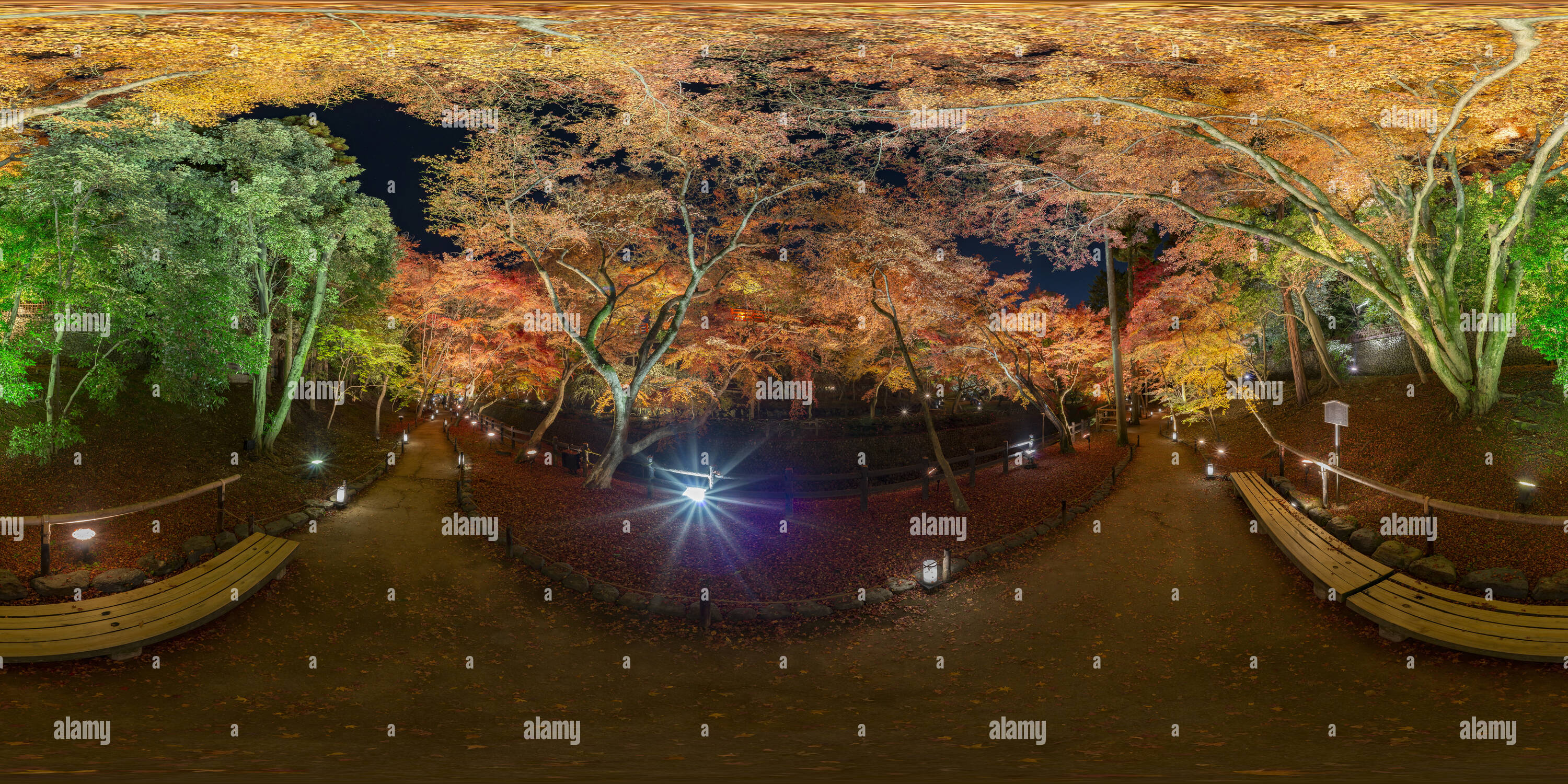 360° view of Autumn leaves are lighted up in Kitano Tenman-gu Shrine ...