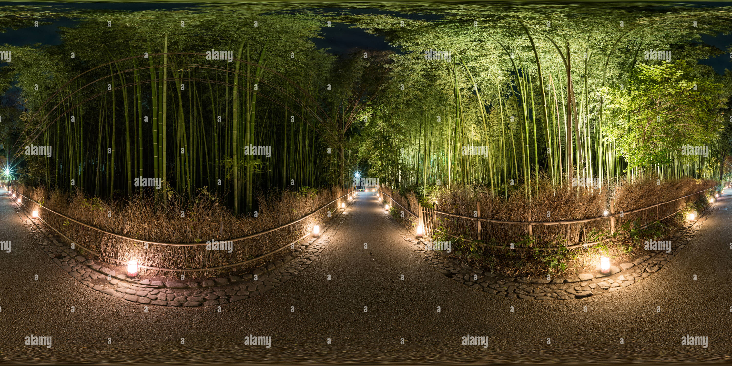 360° view of Bamboo forest of light-up Arashiyama kyoto, Japan 01 - Alamy