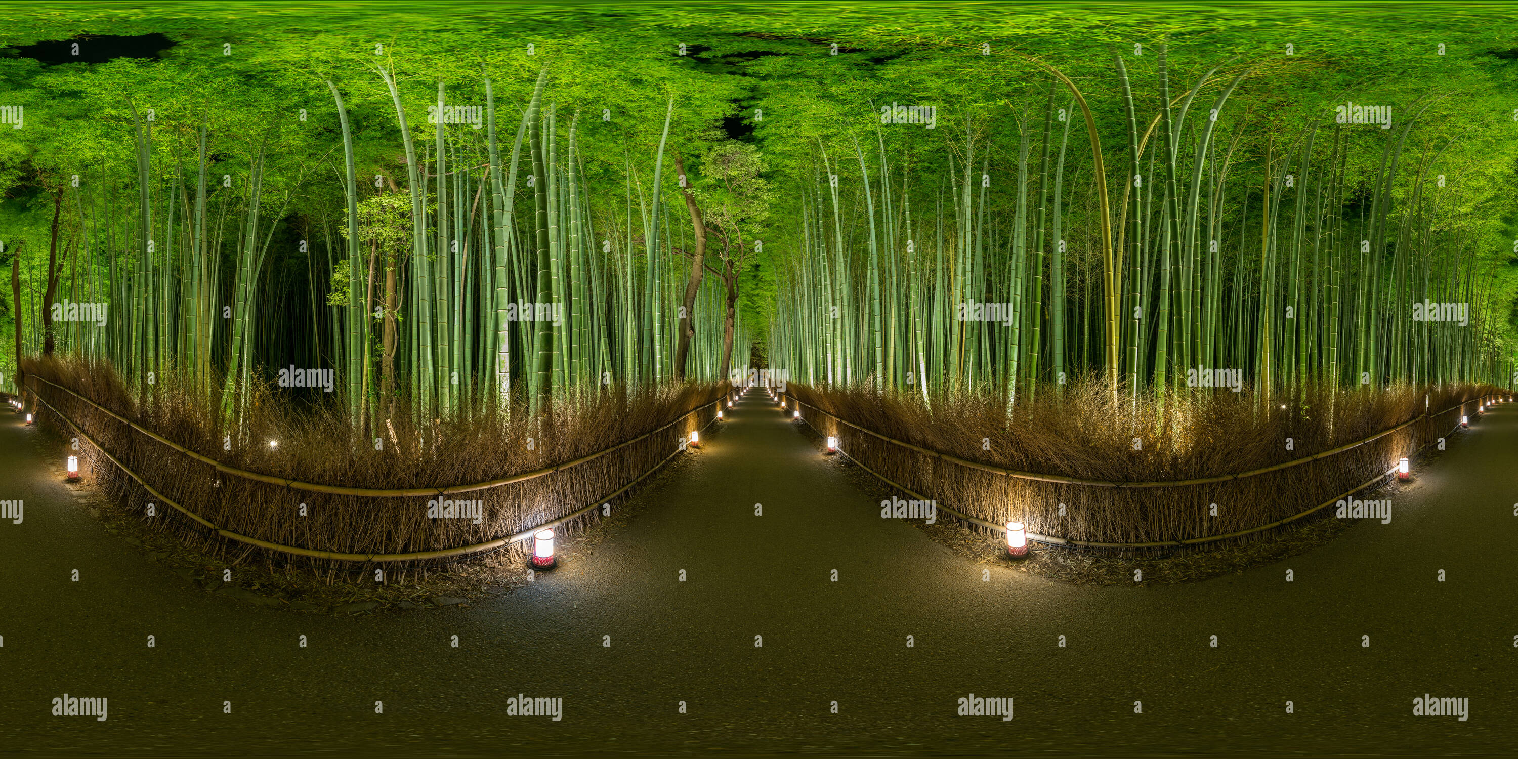 360° view of Bamboo forest of light-up Arashiyama kyoto, Japan 06 - Alamy