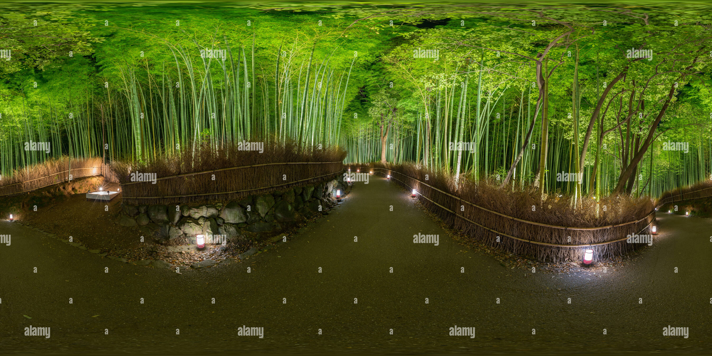 360° view of Bamboo forest of light-up Arashiyama kyoto, Japan 05 - Alamy