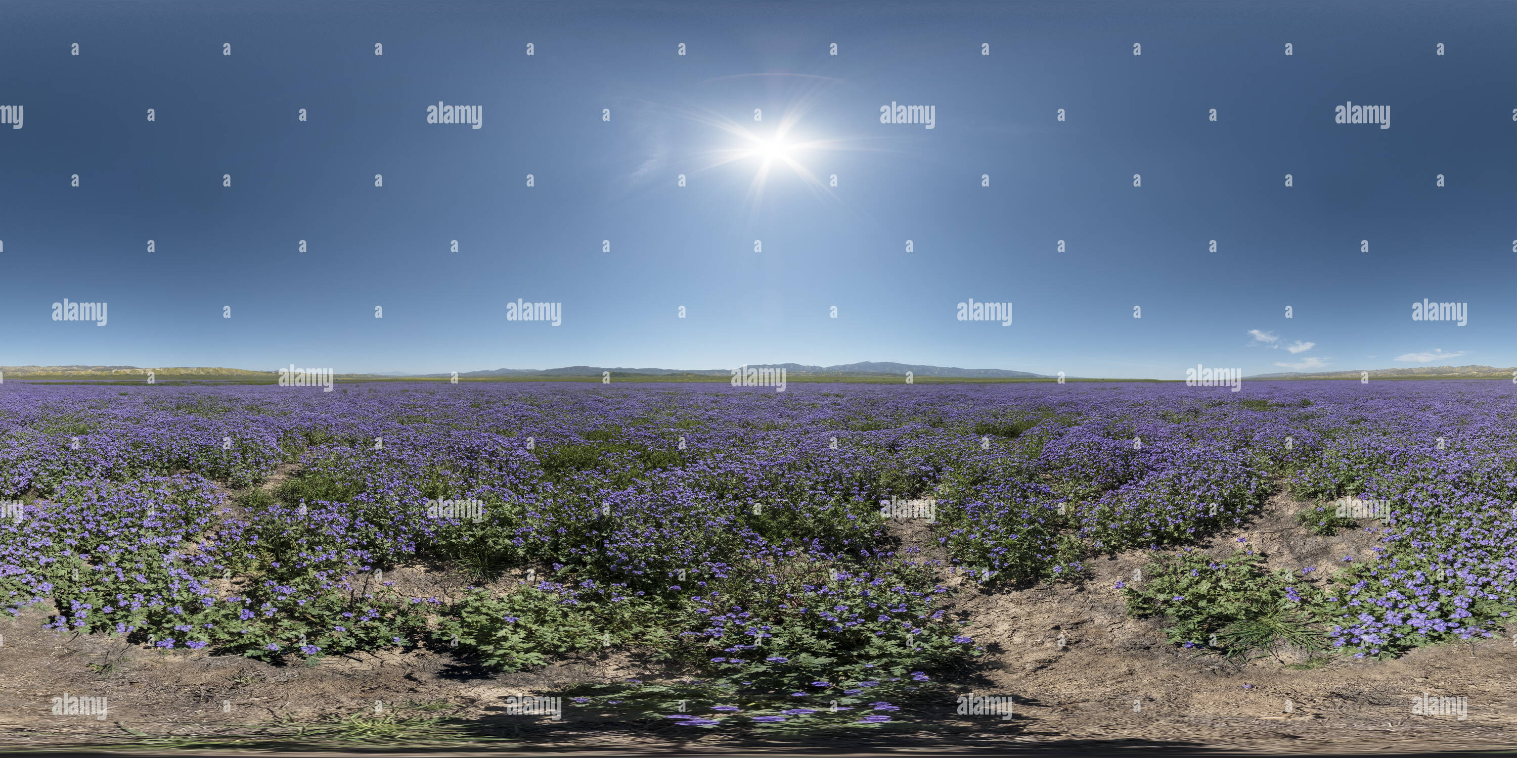 Carrizo plain super bloom hi-res stock photography and images - Alamy