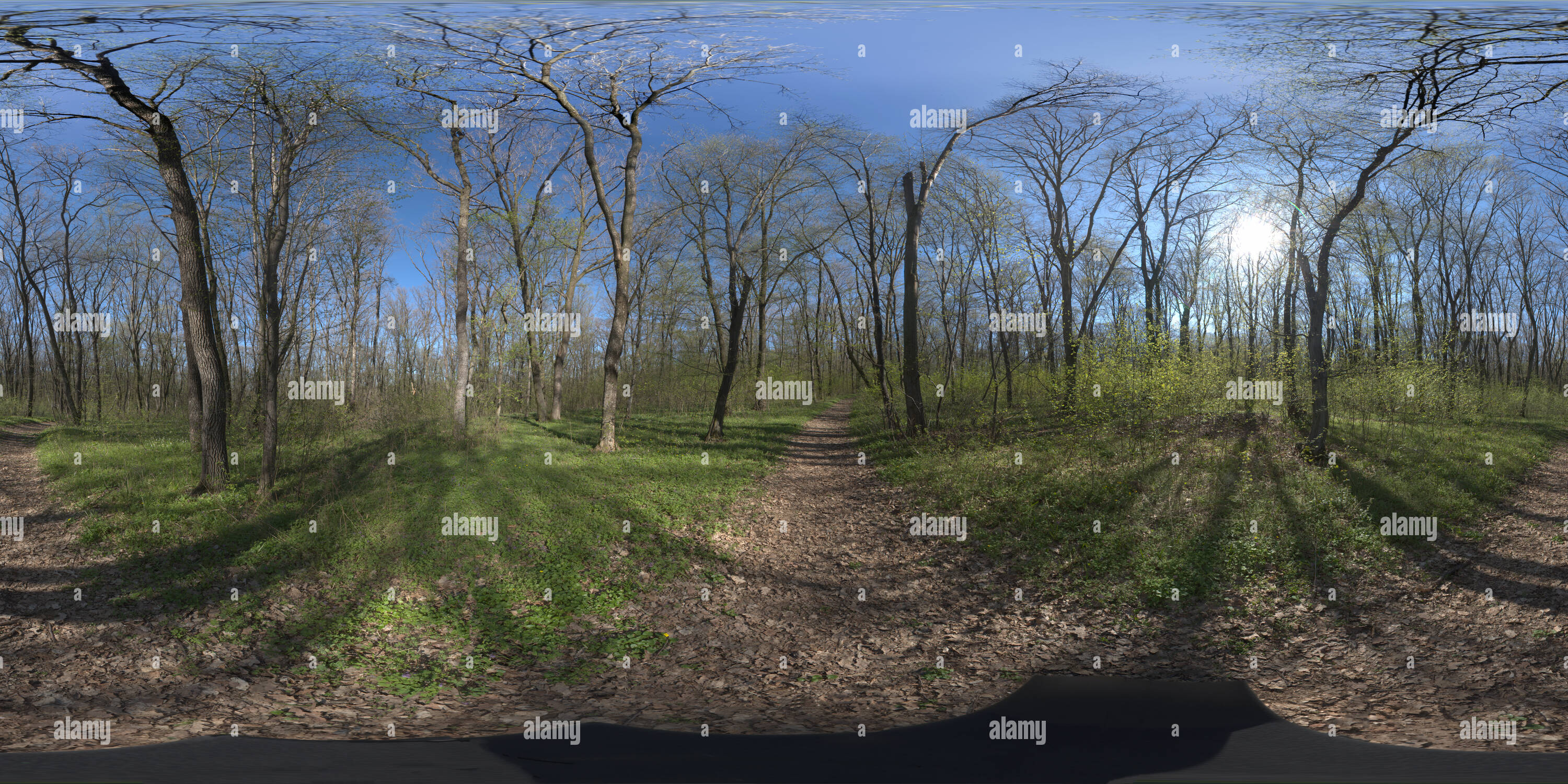 360° view of Peaceful Romanian Forest - WWII Battlefield - Alamy