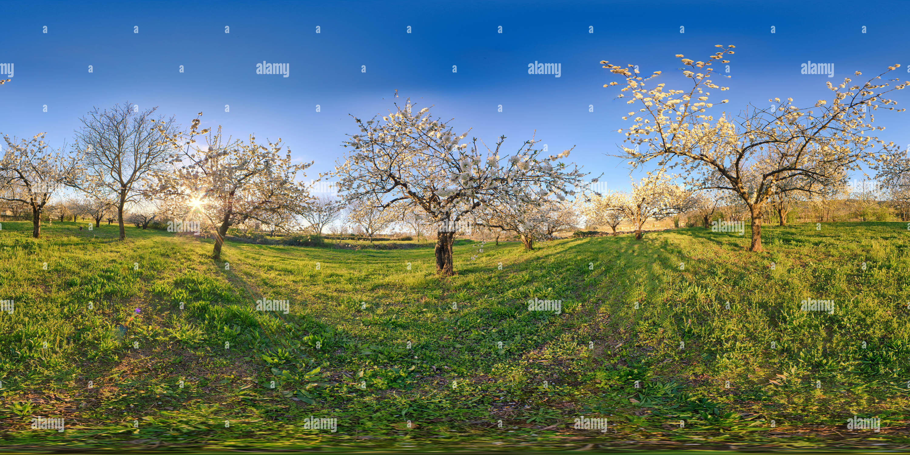 360° view of Cherry orchard in bloom - Alamy