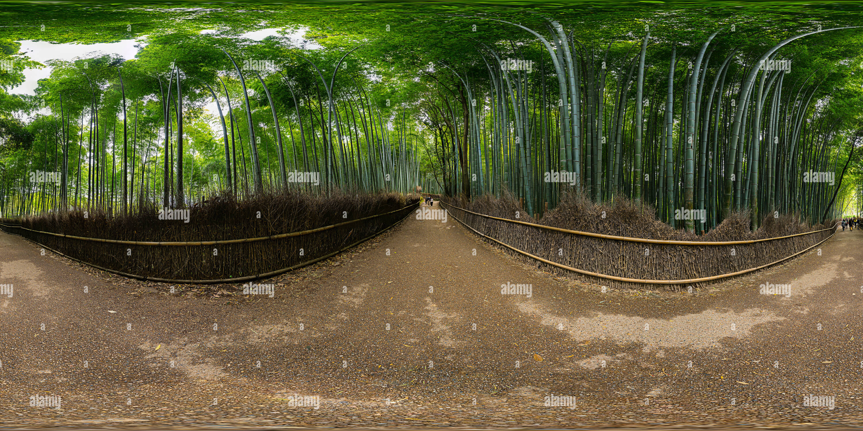 360° view of Bamboo Forest Of Kyoto - Alamy