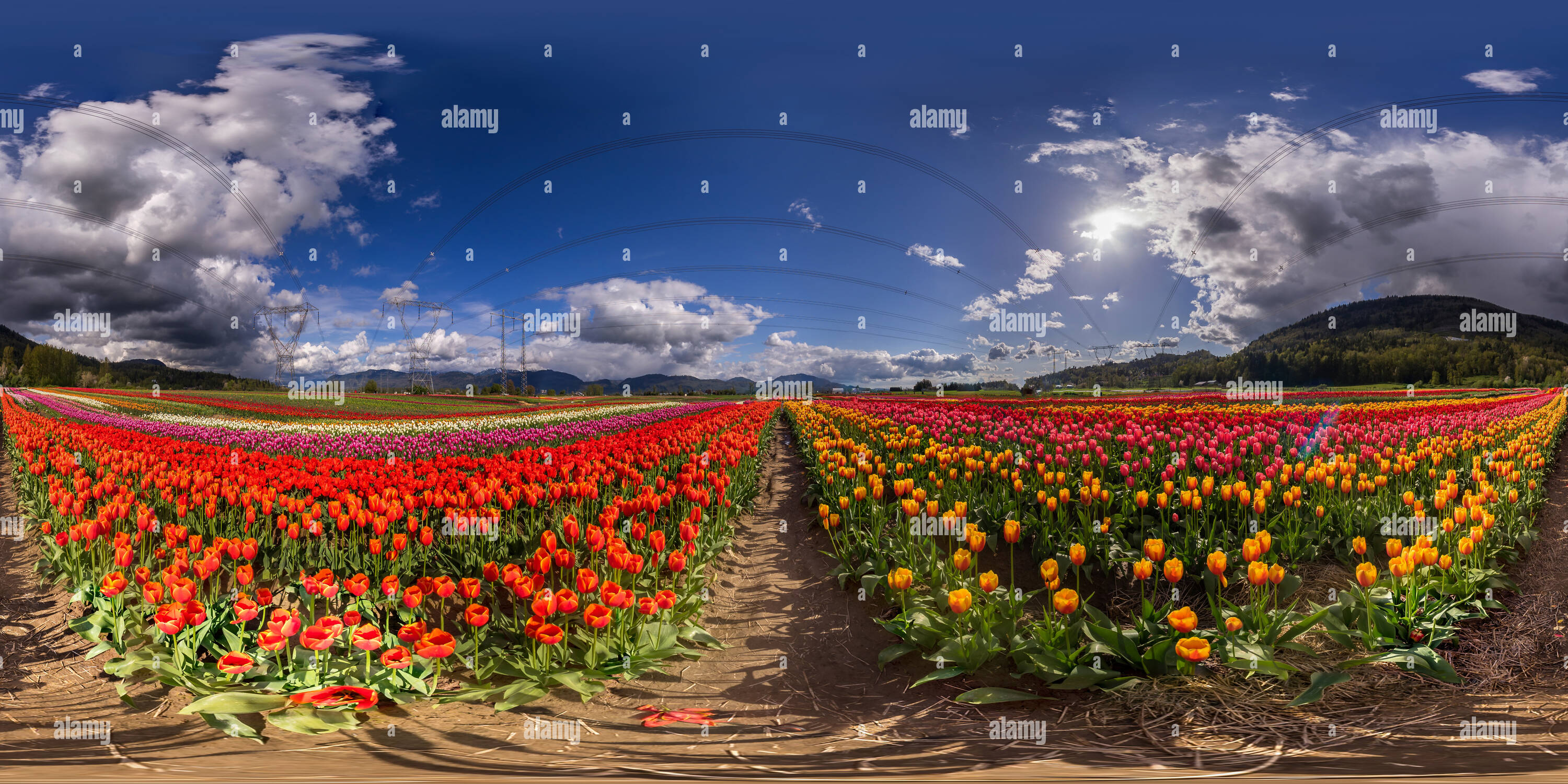360° view of Abbotsford Tulip Festival - Alamy