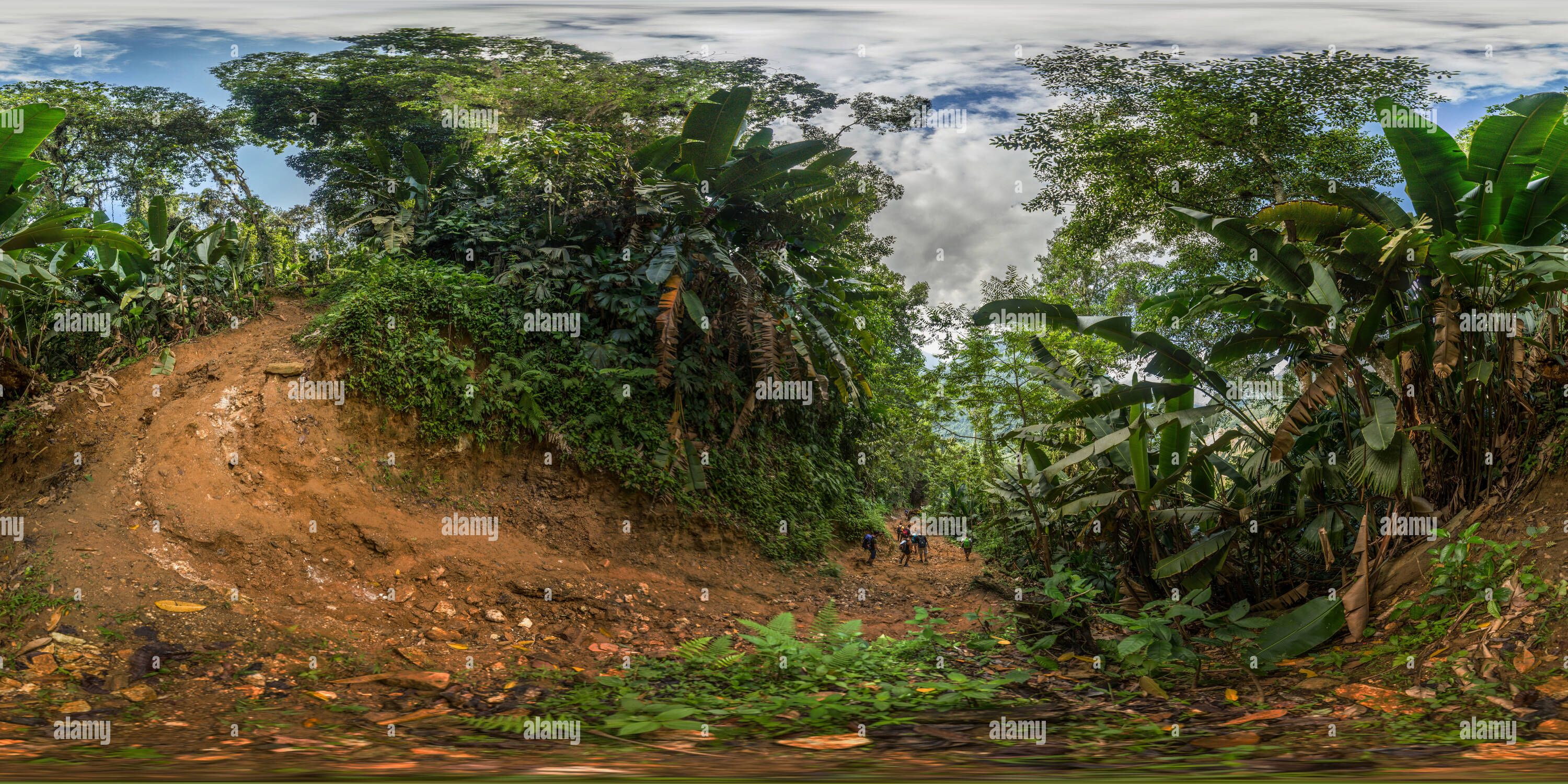 360° view of COLOMBIA - Lost City Trek 8 - Jungle Trail - Alamy