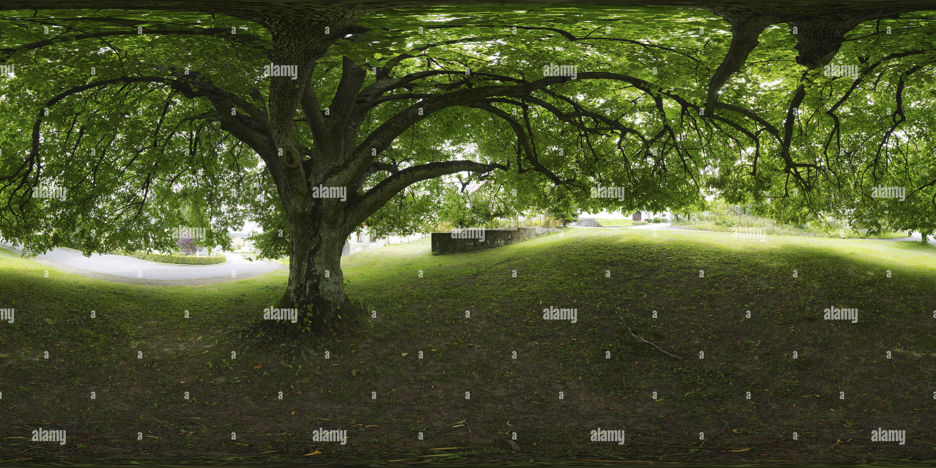 360° view of Under a linden tree - Alamy