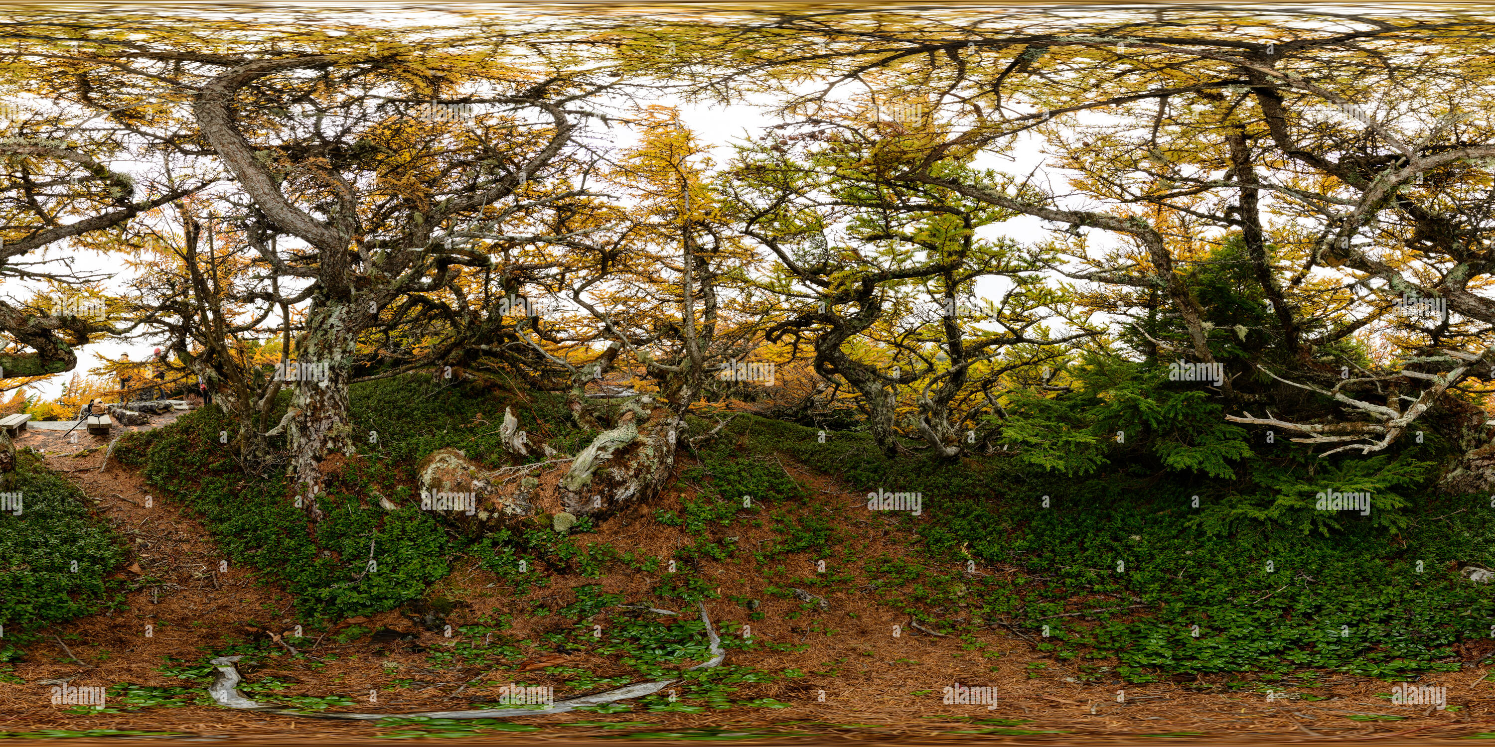 360° view of Under Stone Pine Trees - Alamy