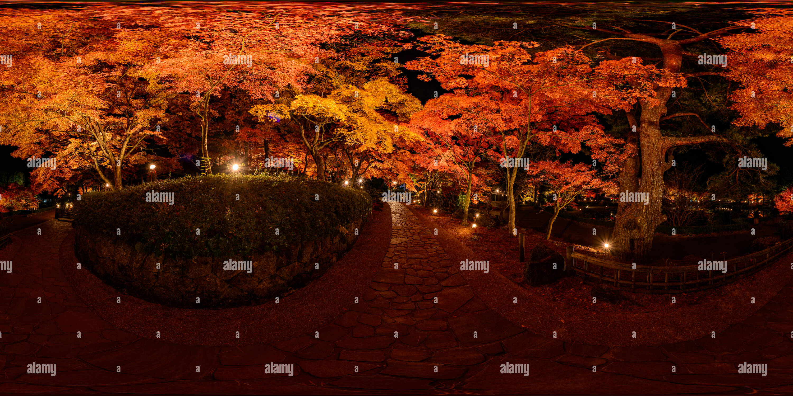 360° view of maple trees in nijinosato park at night part.3 - Alamy