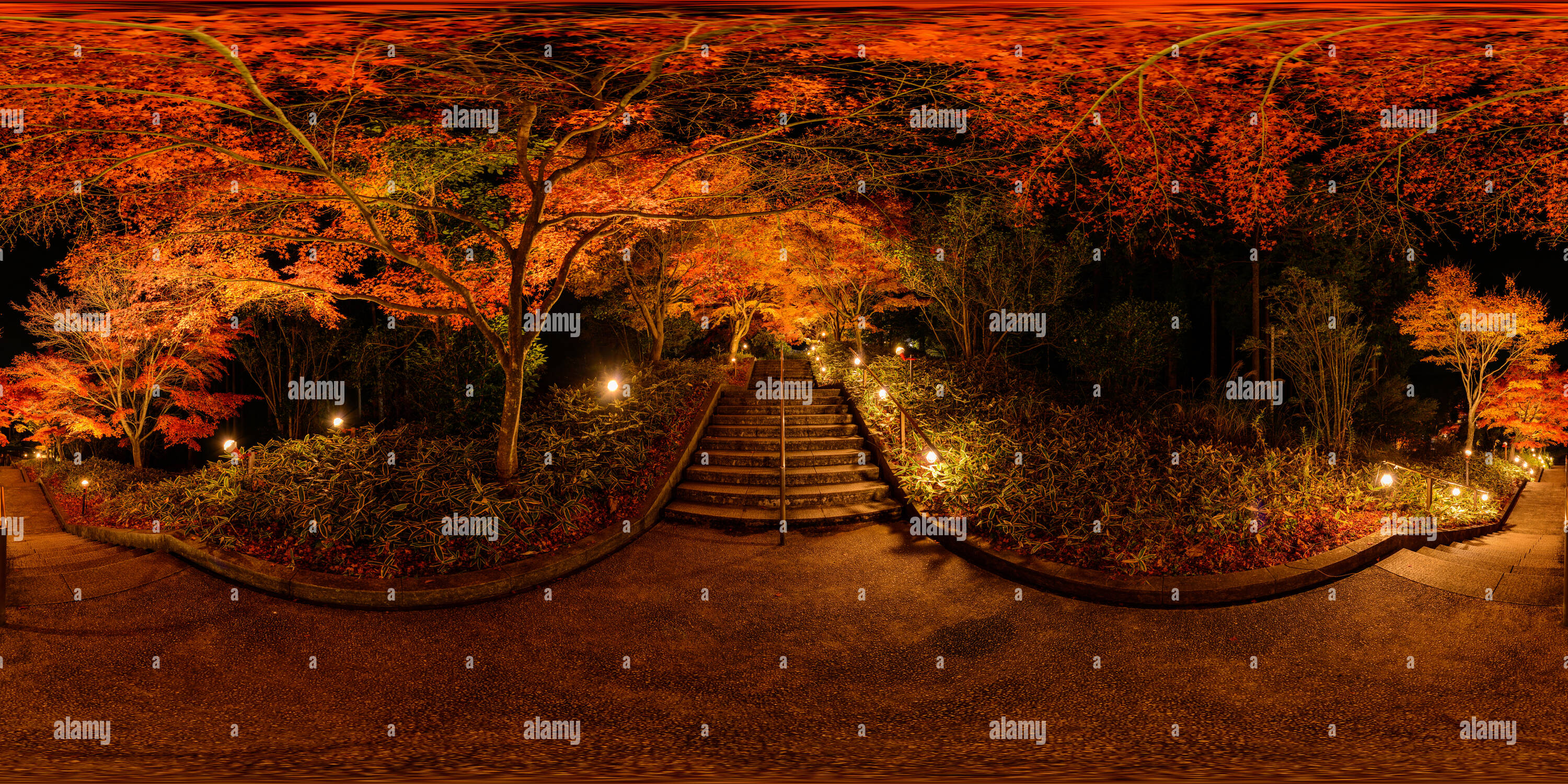 360° view of maple trees in nijinosato park at night part.4 - Alamy