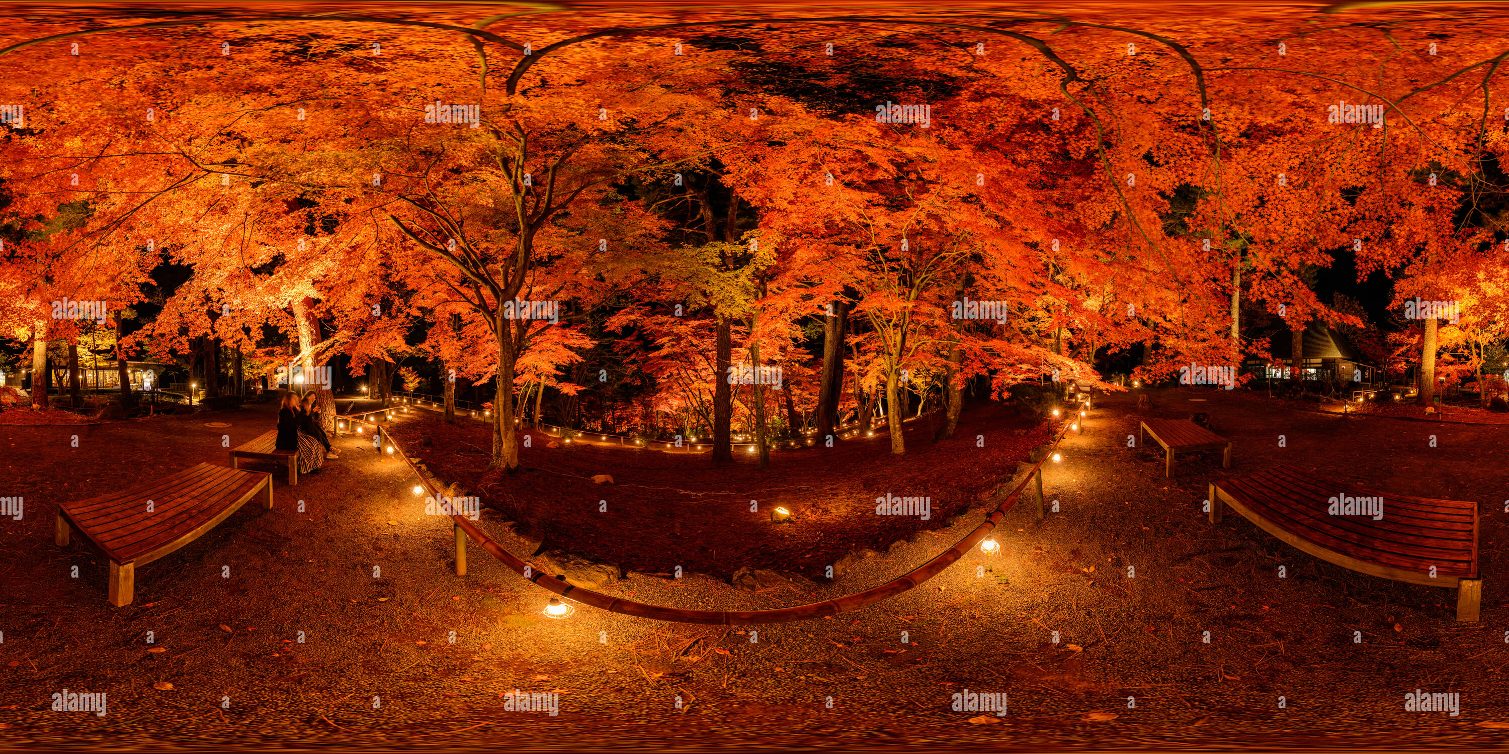 360° view of maple trees in nijinosato park at night part.2 - Alamy