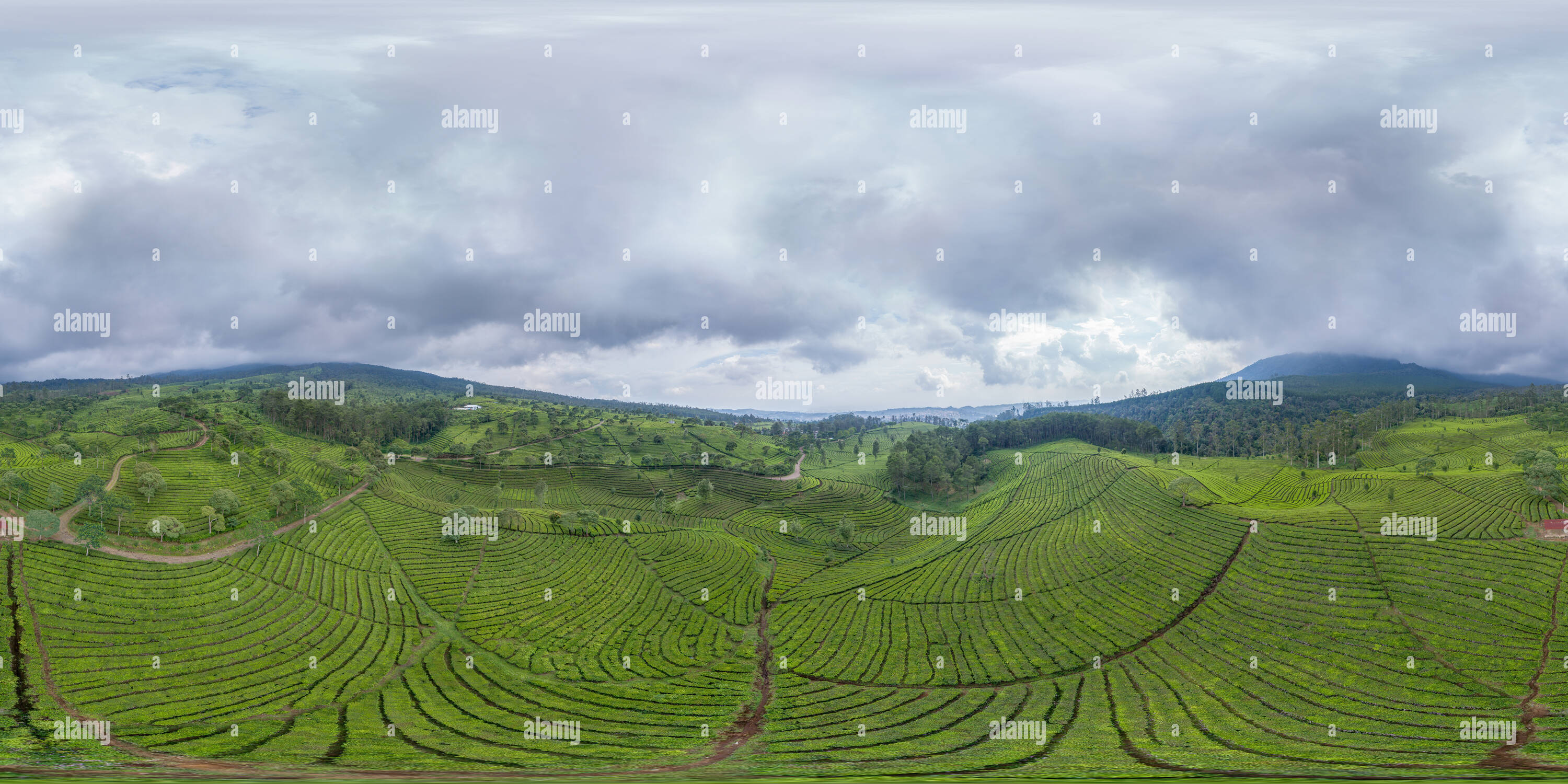360° view of Sukawana Tea Plantation - Aerial - Alamy
