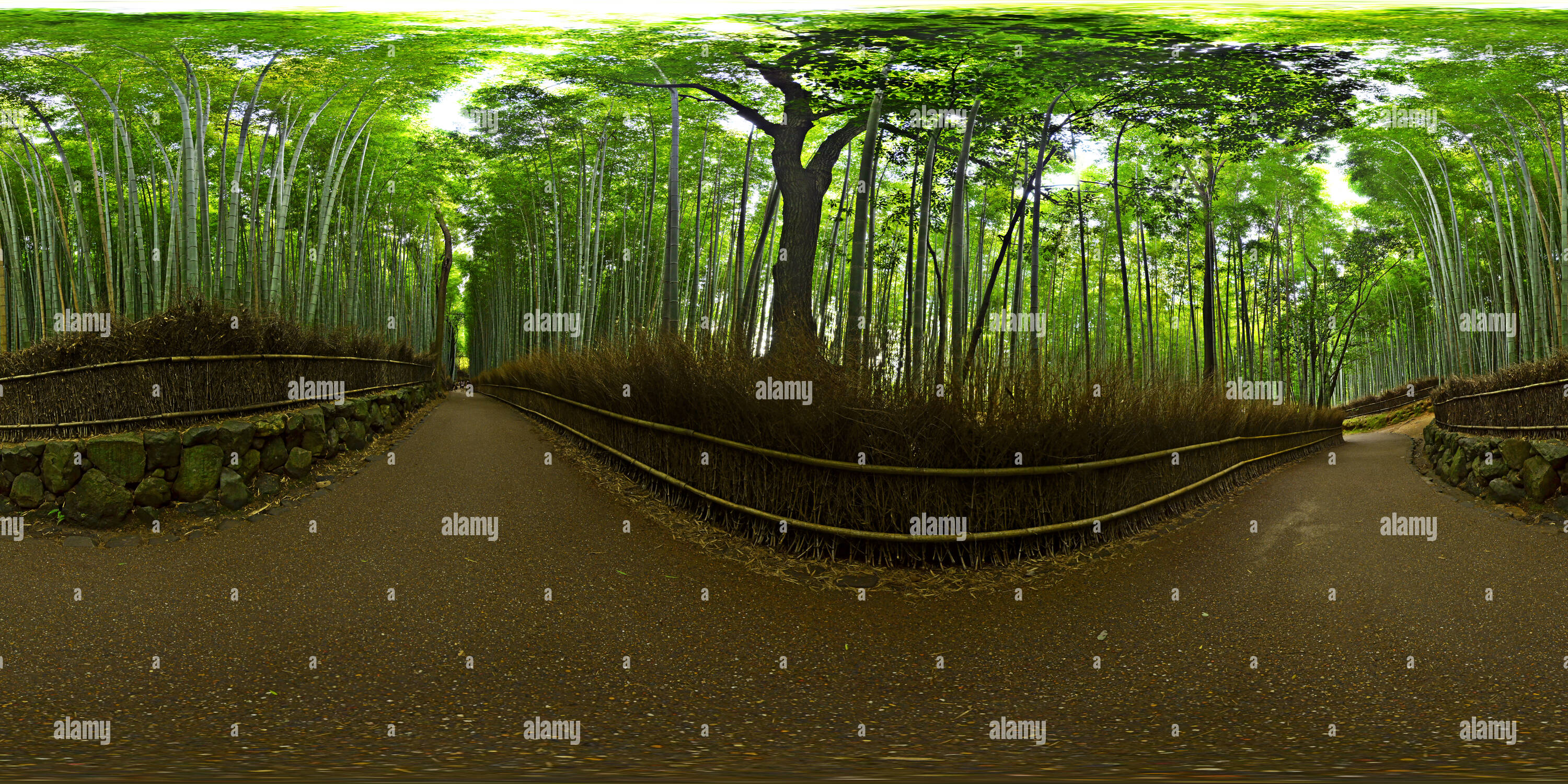 360° view of Arashiyama Bamboo Grove - Kyoto - Alamy