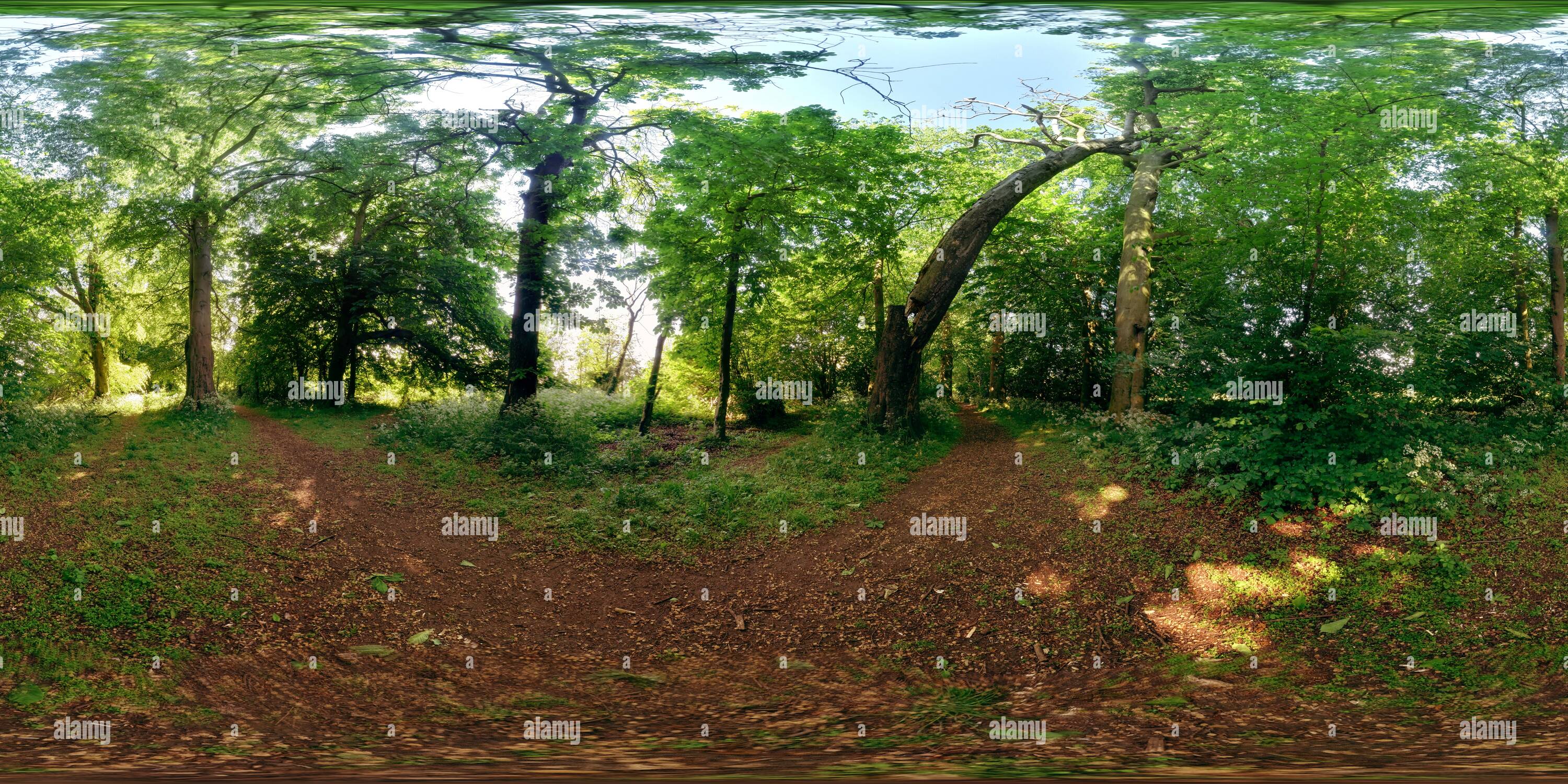 360° view of Alkborough Woods in May - Alamy
