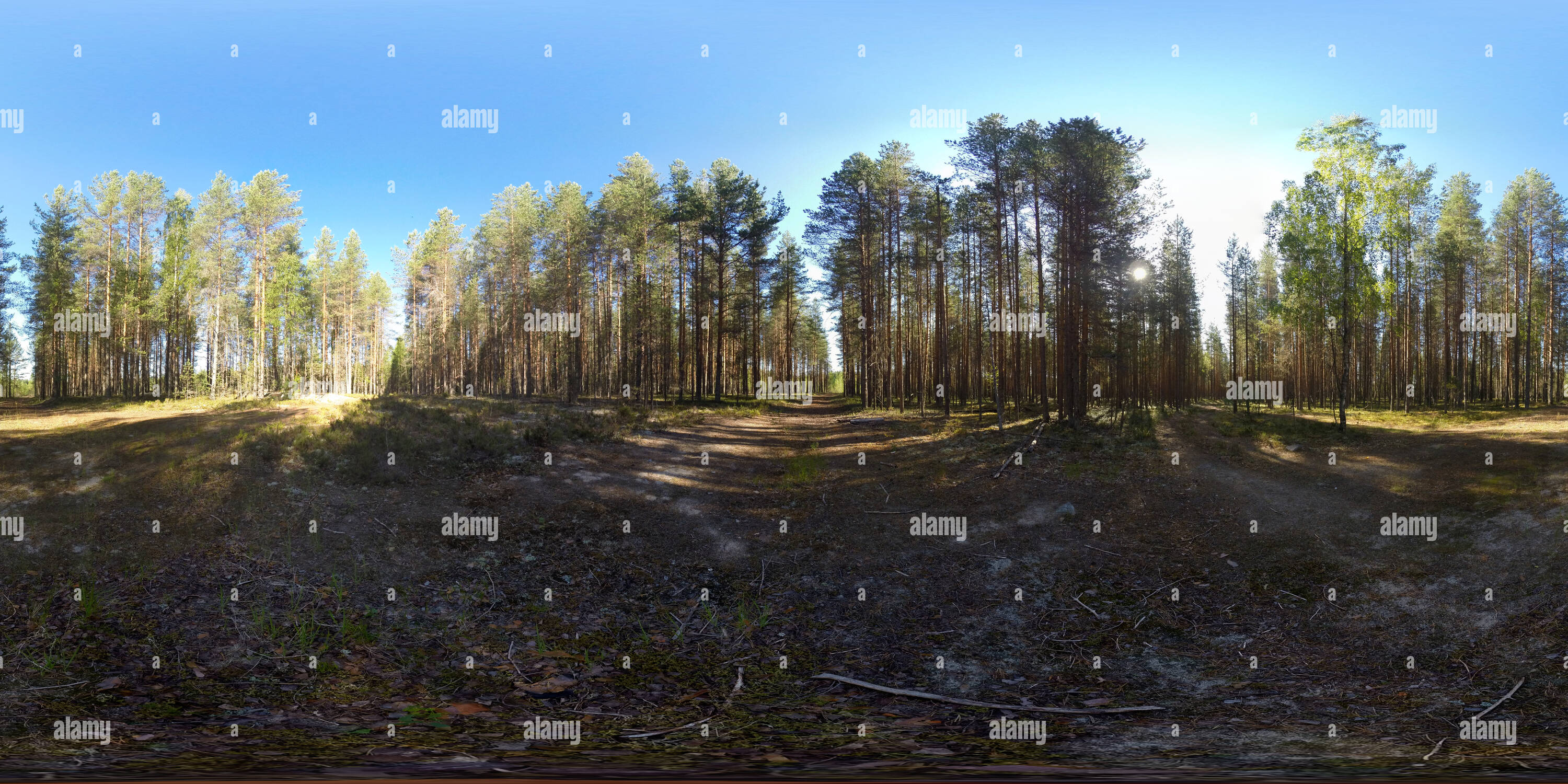 360° view of 5 gate. Forest - Alamy