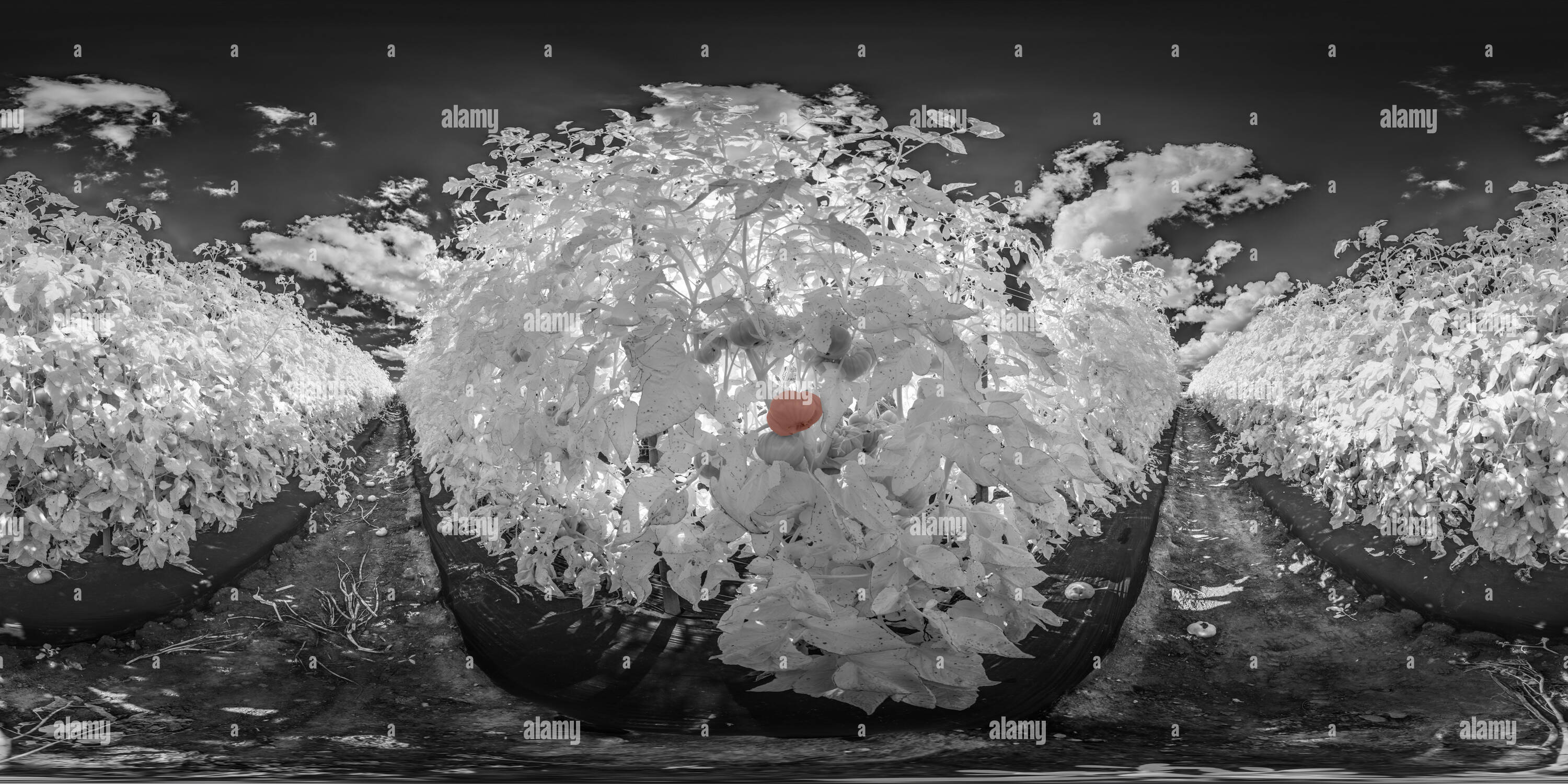 360° view of Tomatoes Infrared Two - Alamy