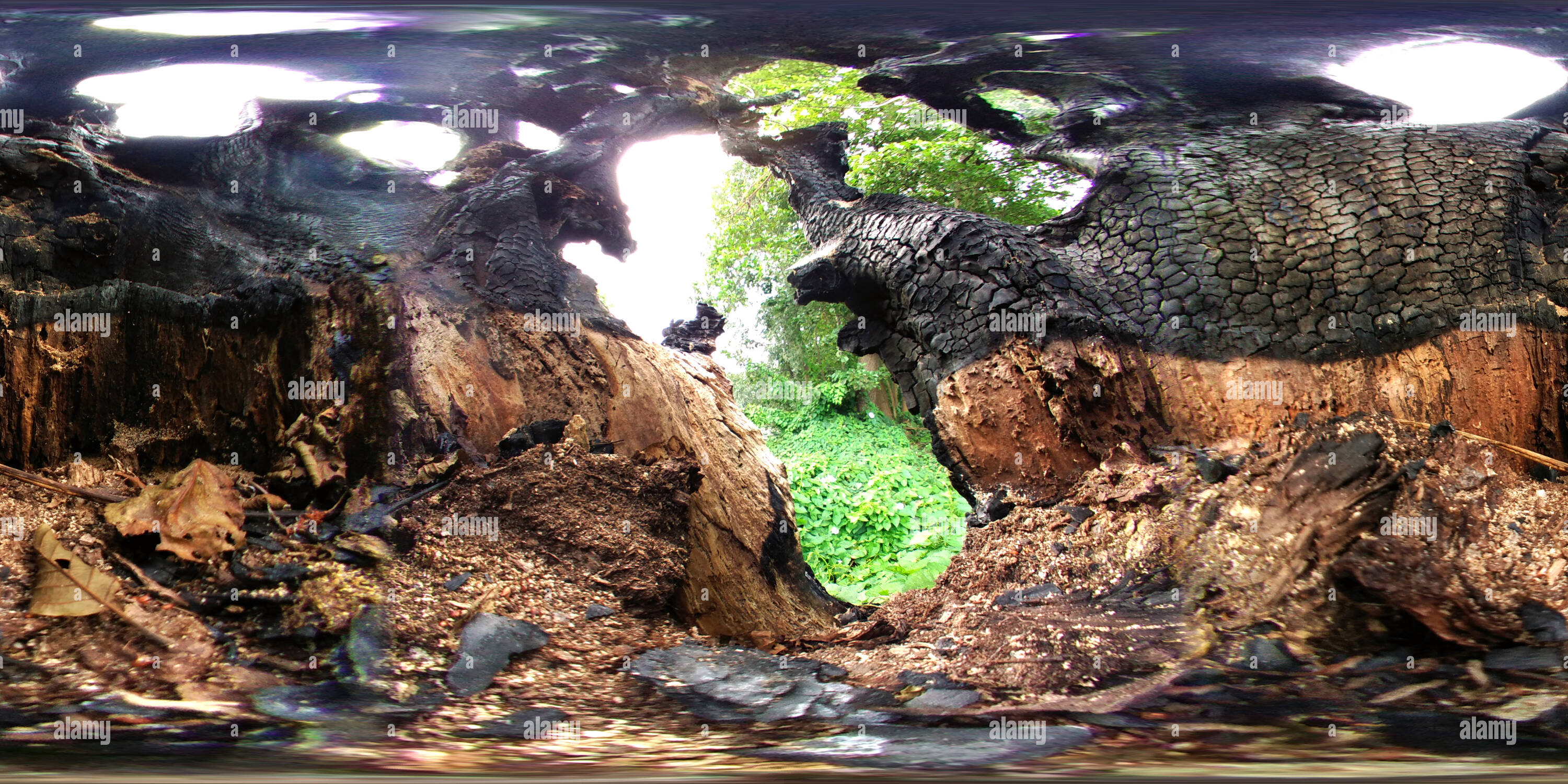 360° view of Inside lightning-struck tree - Alamy