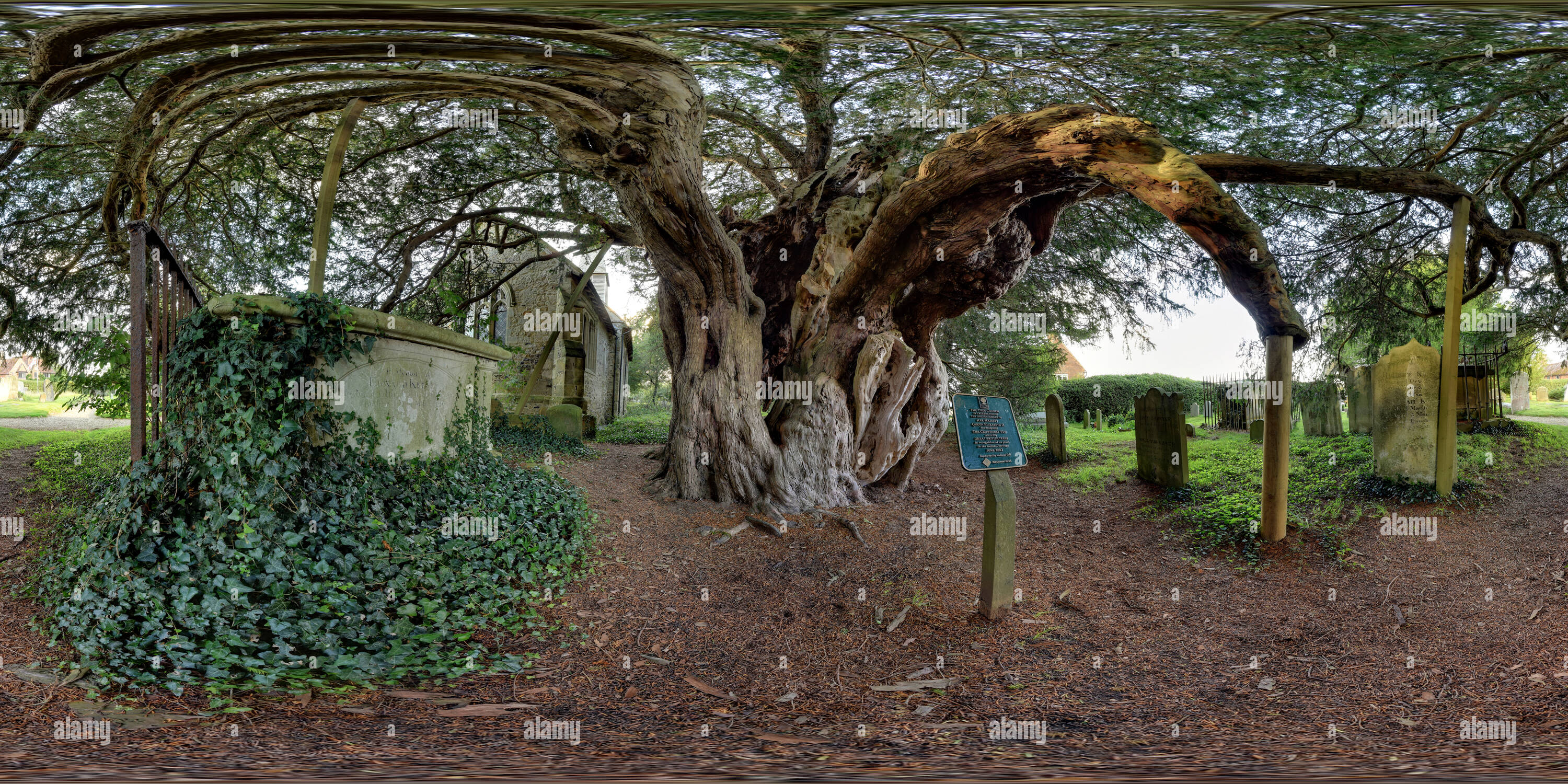 Crowhurst yew hi-res stock photography and images - Alamy