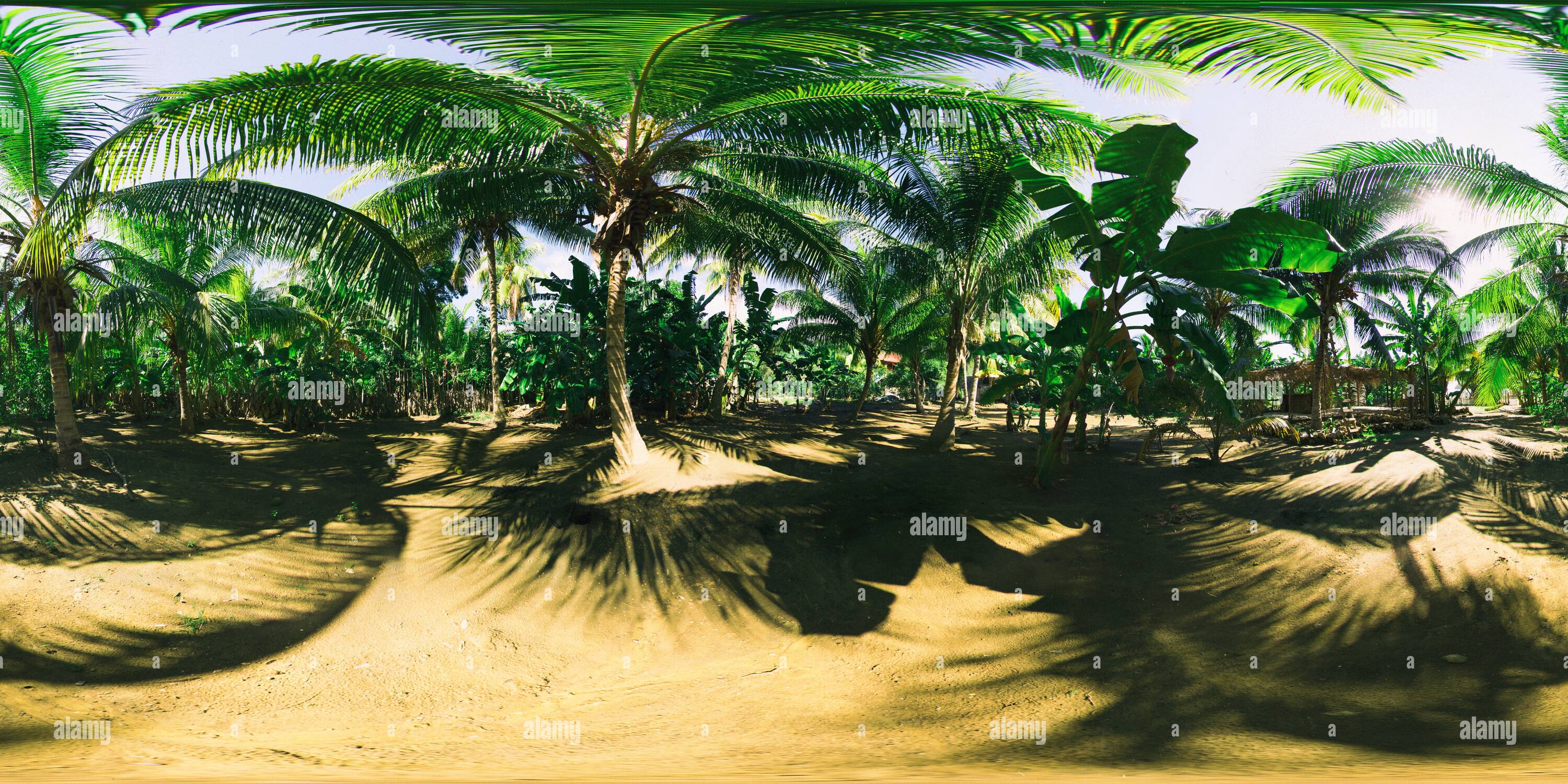 360° view of palm garden east cuba - Alamy