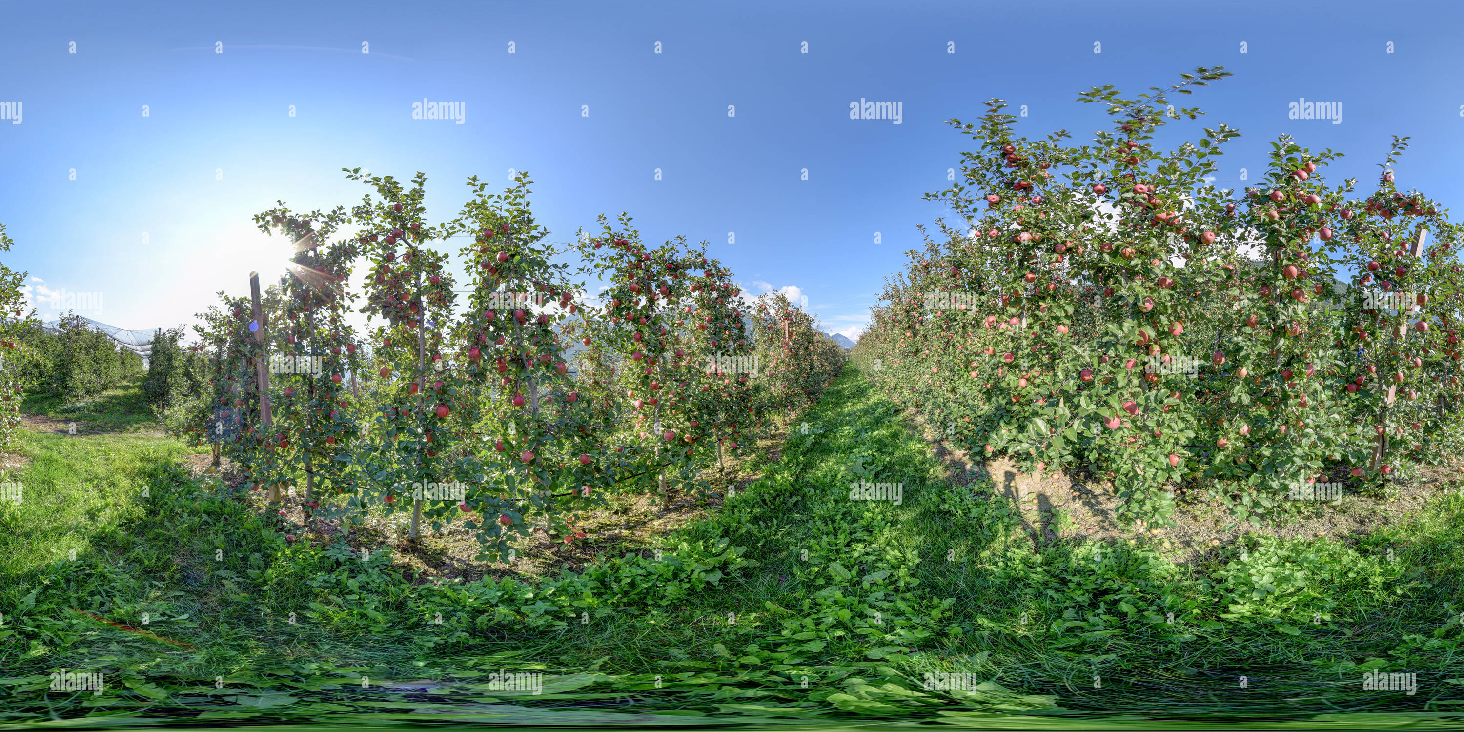 Apfelplantage hi-res stock photography and images - Alamy