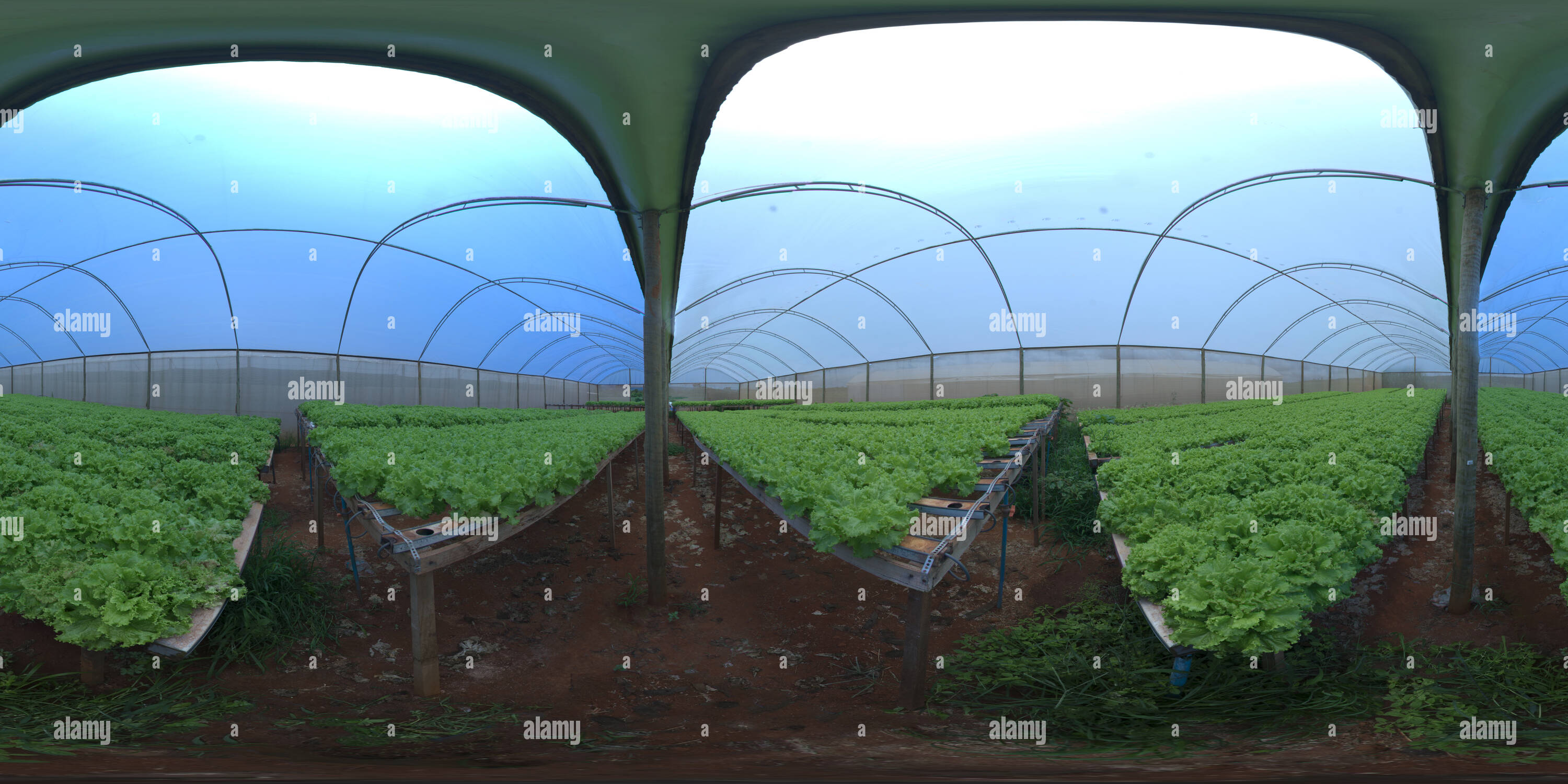 360° view of Hydroponic lettuce growing - Alamy