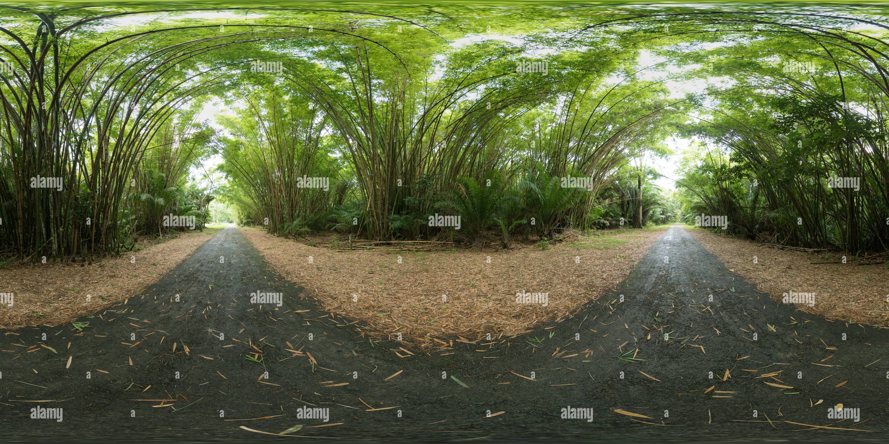 Bamboo cathedral hi-res stock photography and images - Alamy