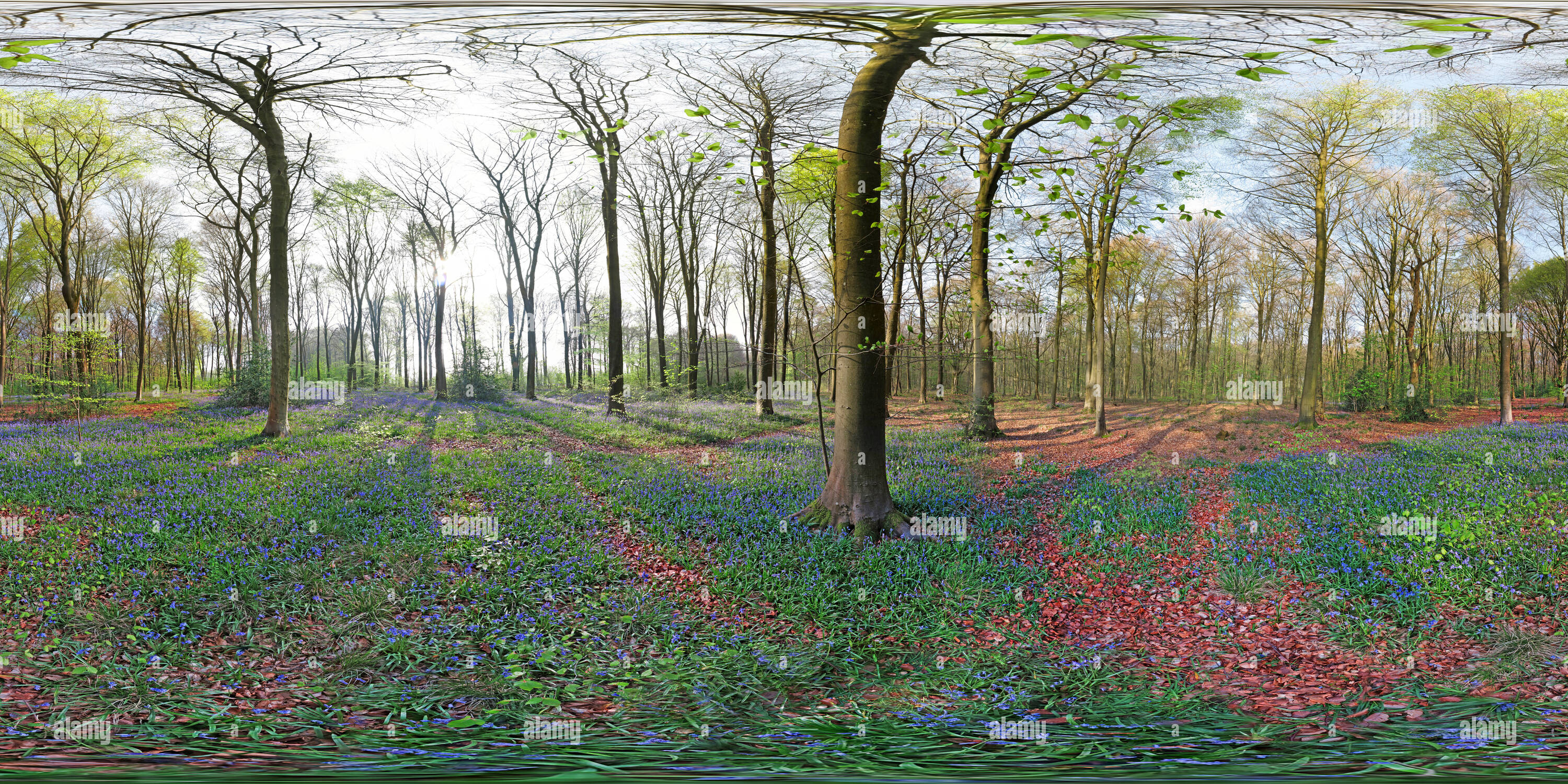360° view of Micheldever woods in Springtime - Alamy