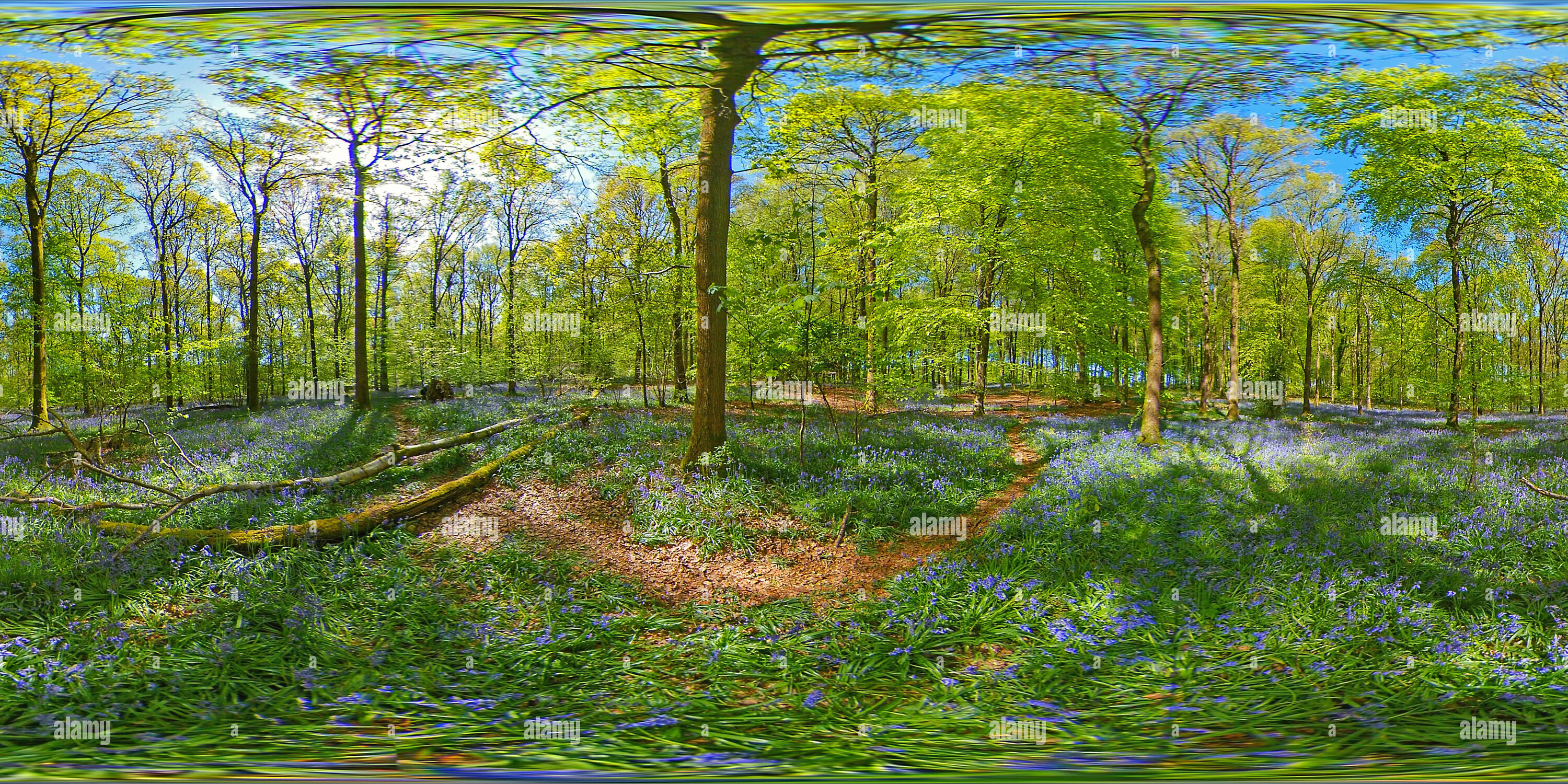 360° view of Micheldever bluebell woods - Alamy