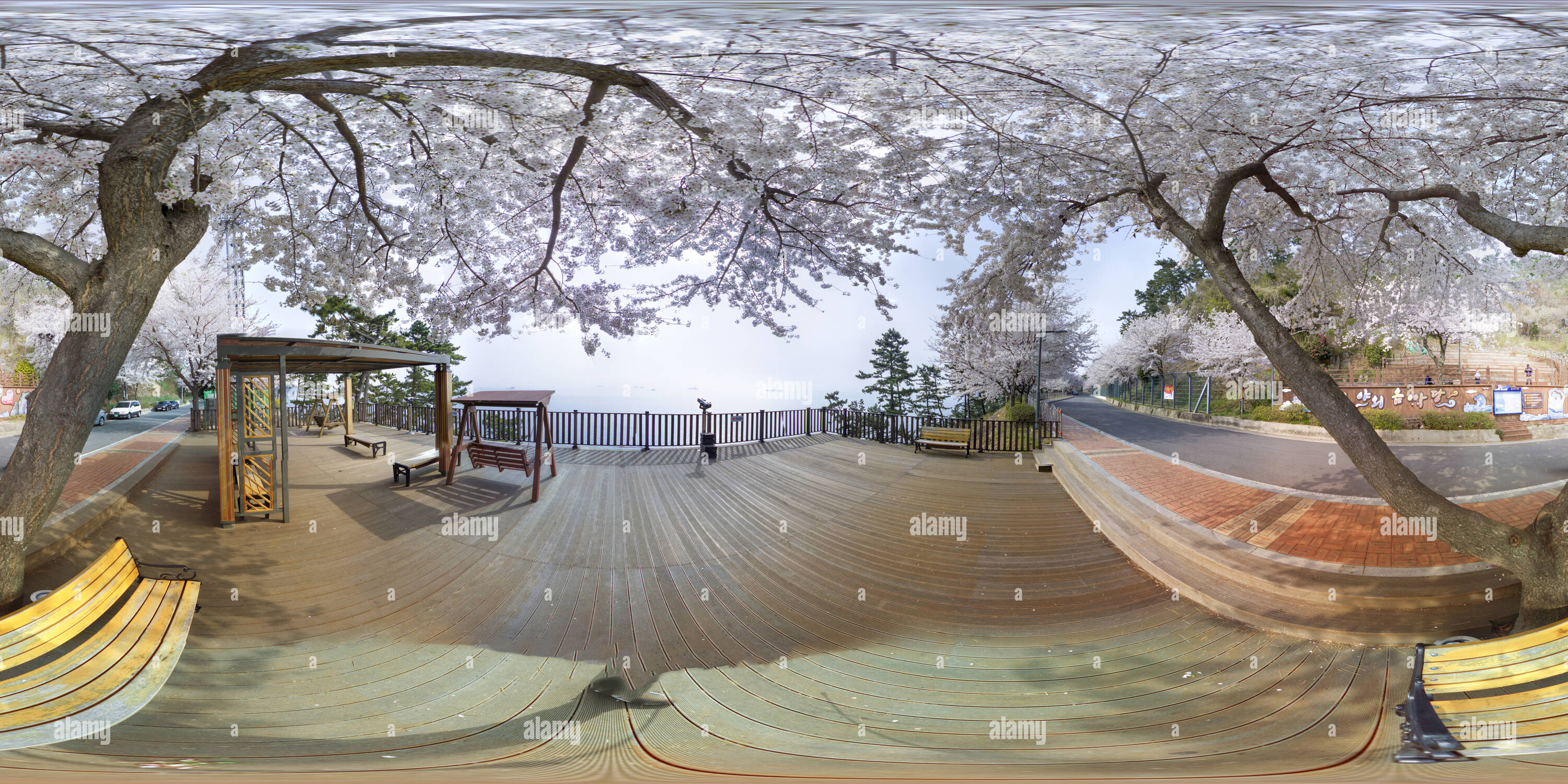 360° view of go cherry-blossom viewing 2 - Alamy