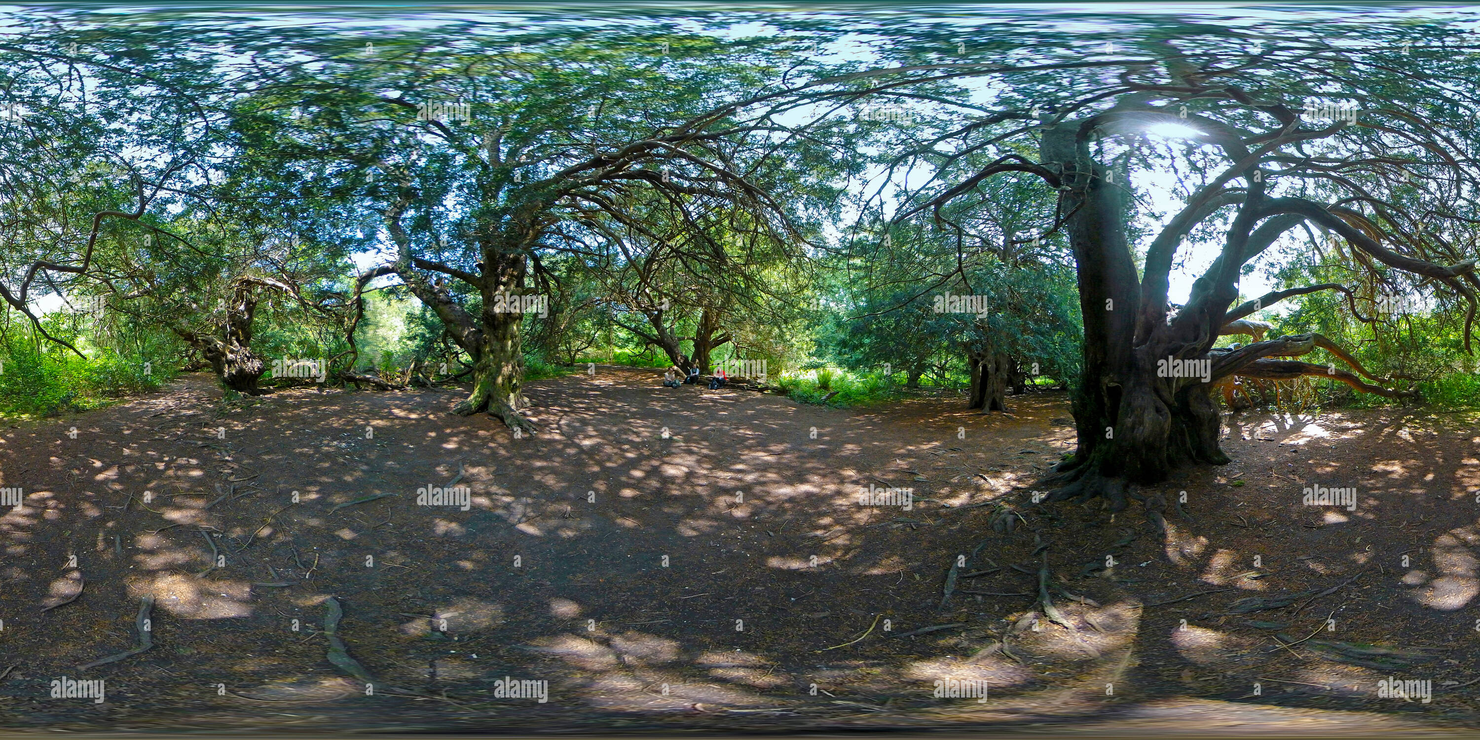 360° view of Yew tree forest at Kingley Vale National Nature Reserve ...