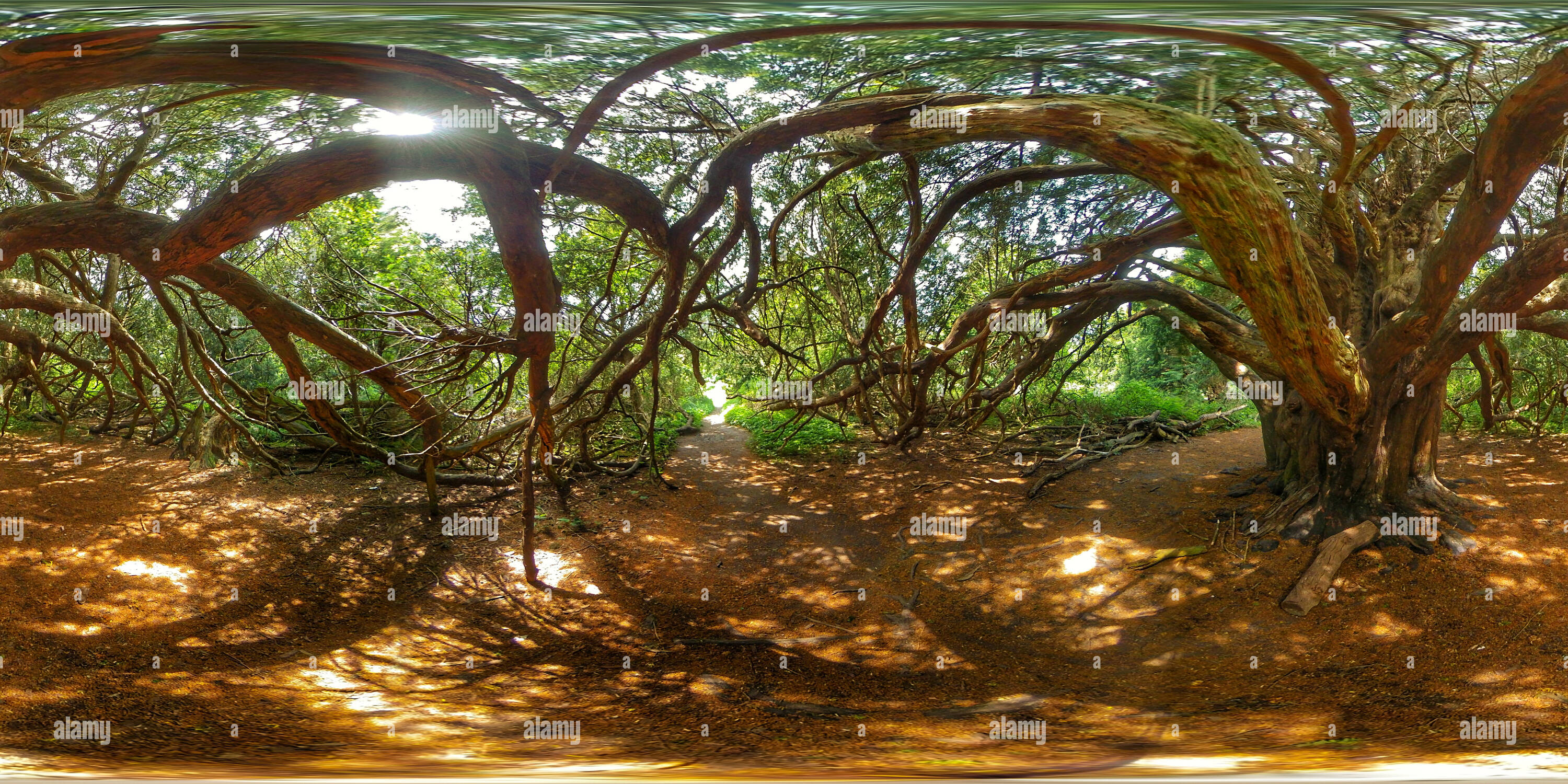 360° view of Yew tree forest at Kingley Vale National Nature Reserve ...