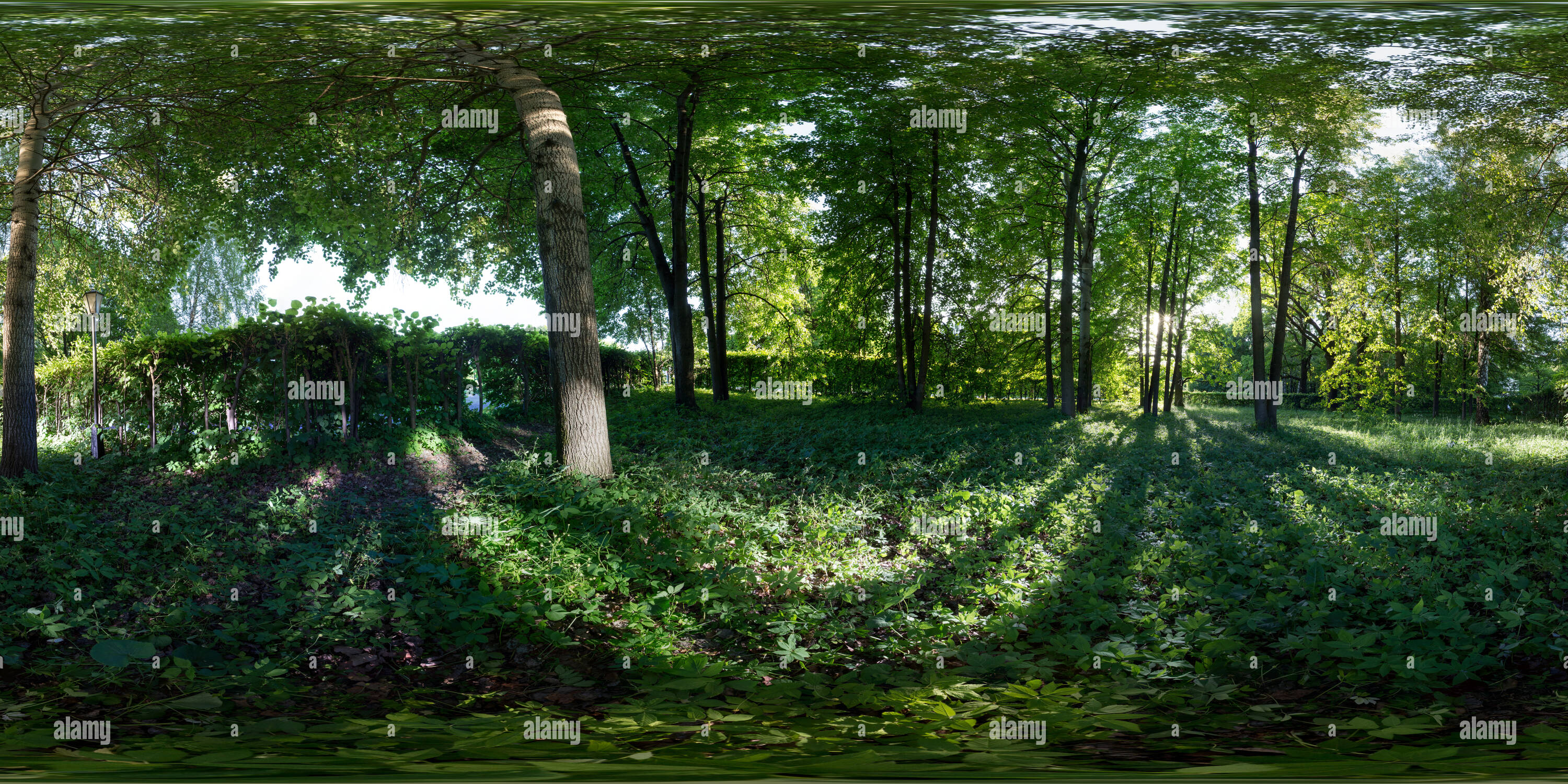 360° view of Kuskovo Park - Moscow. Wild forest - Alamy