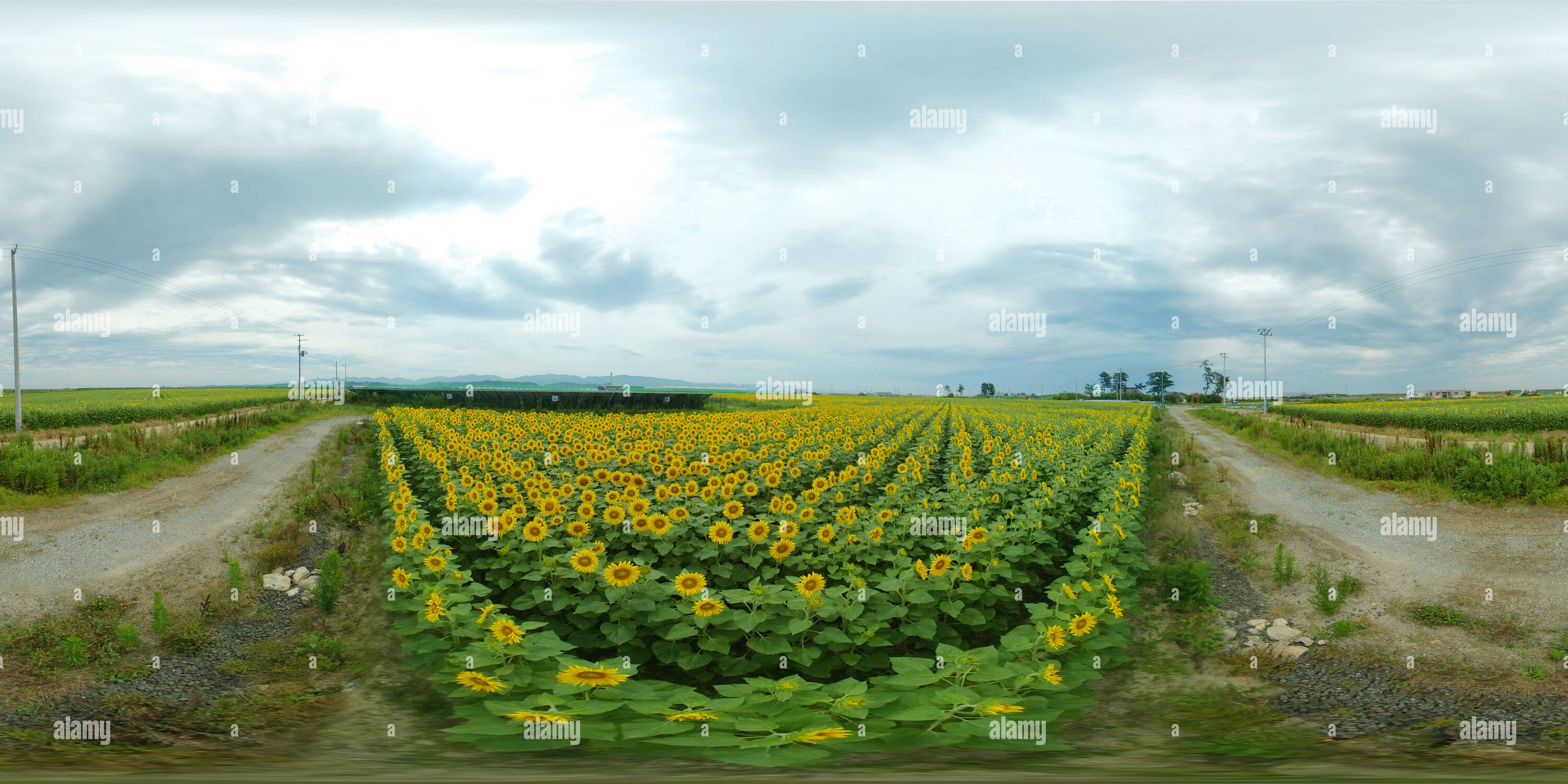 360° view of extensive sunflower field - Alamy