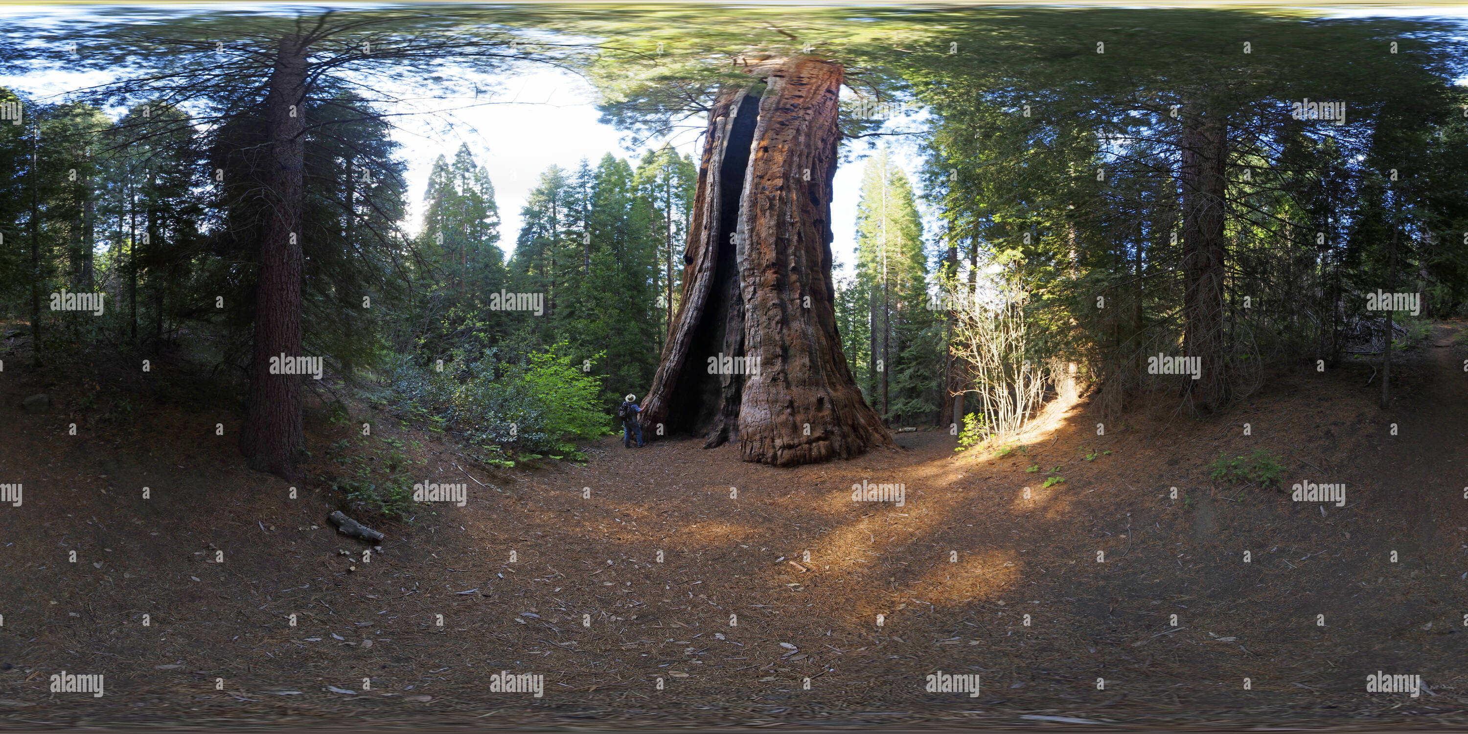 360° view of The Boole Tree giant Sequoia, one of the largest trees in ...