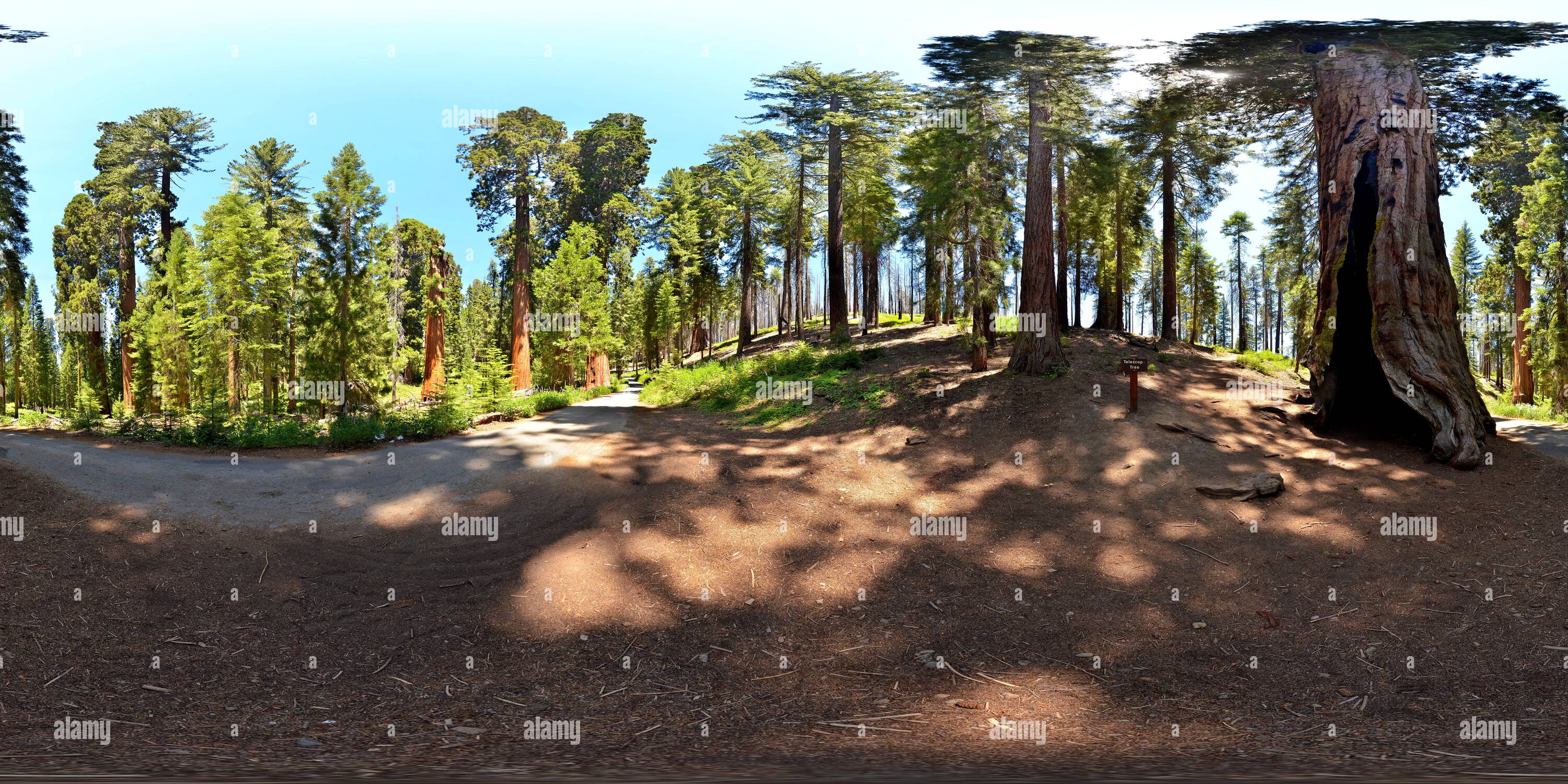 360° view of Yosemite, Telescope Tree - Alamy