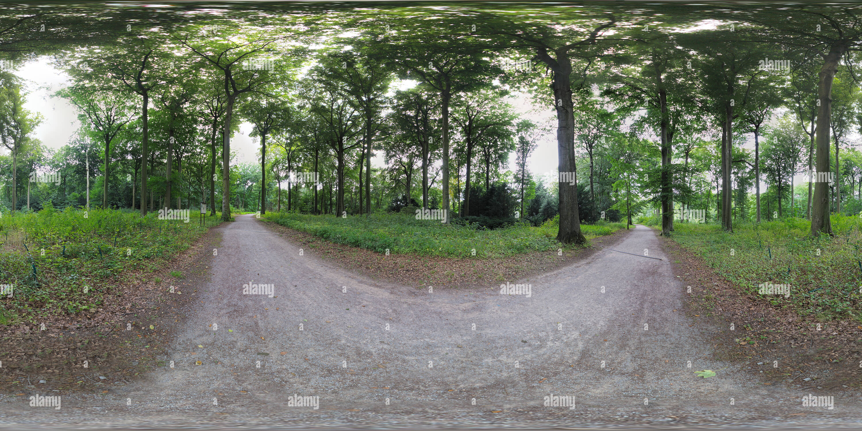 Rombergpark botanical garden hi-res stock photography and images - Alamy