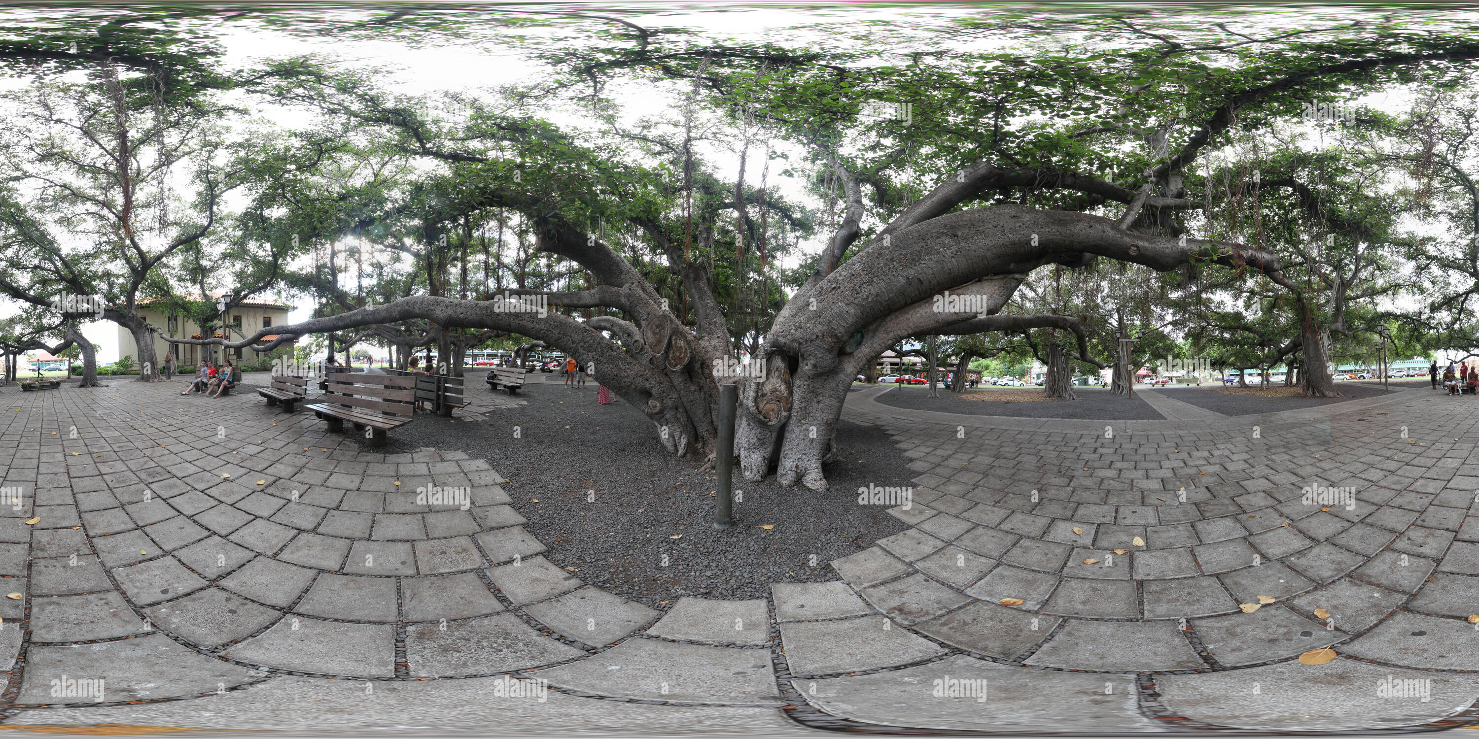 360° view of Banyan Tree Maui - Alamy