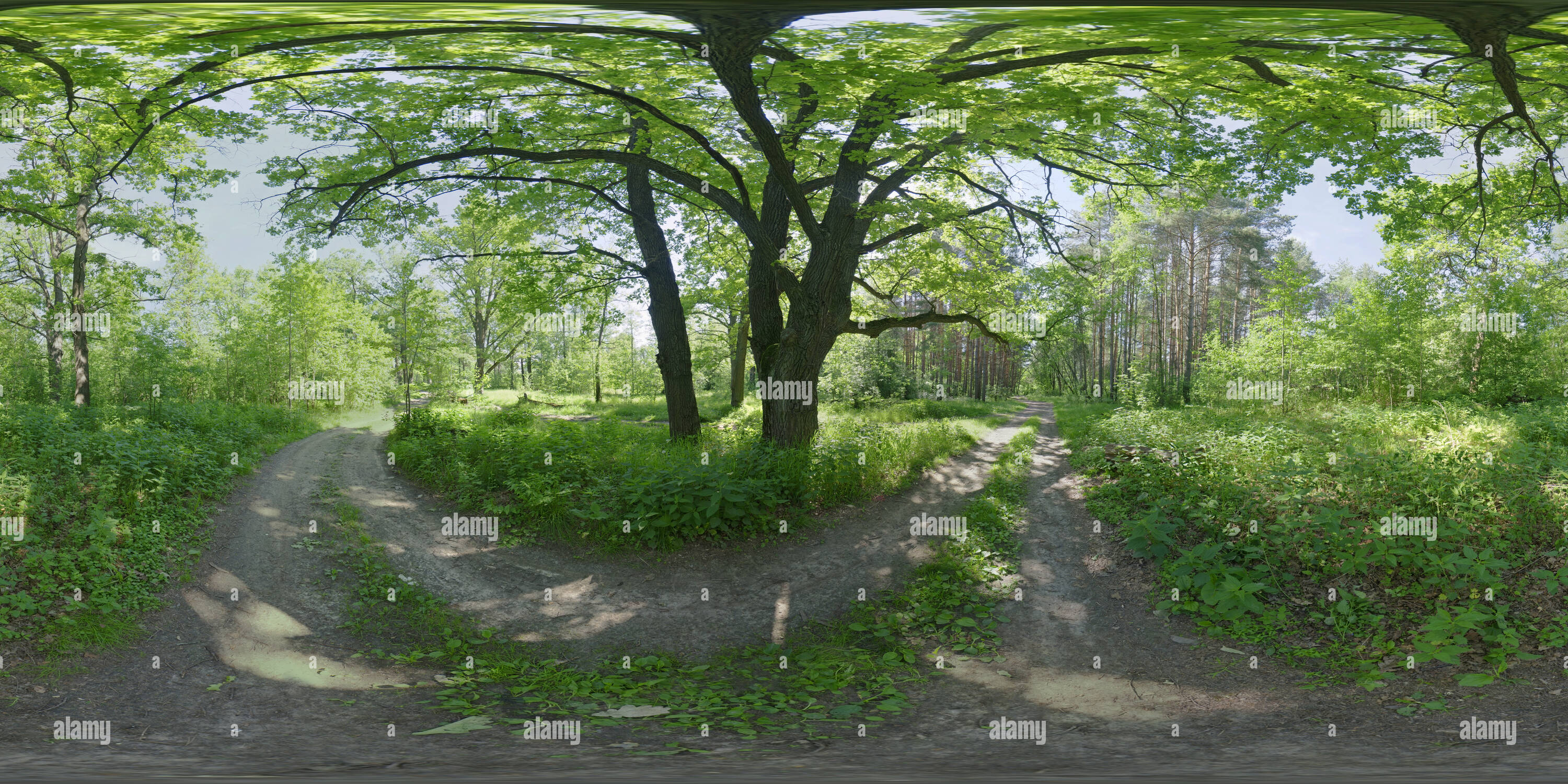 360° view of Nature of Dz - Alamy