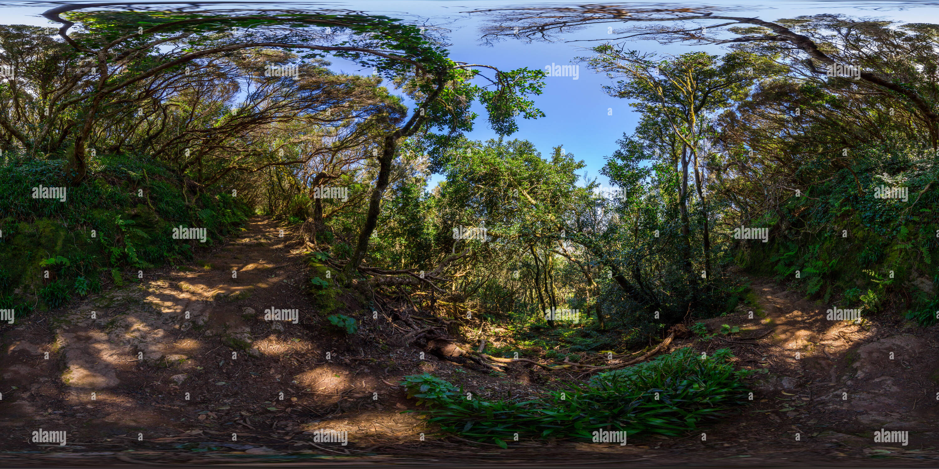 360° view of Anaga Mountains Laurel Forest - Alamy