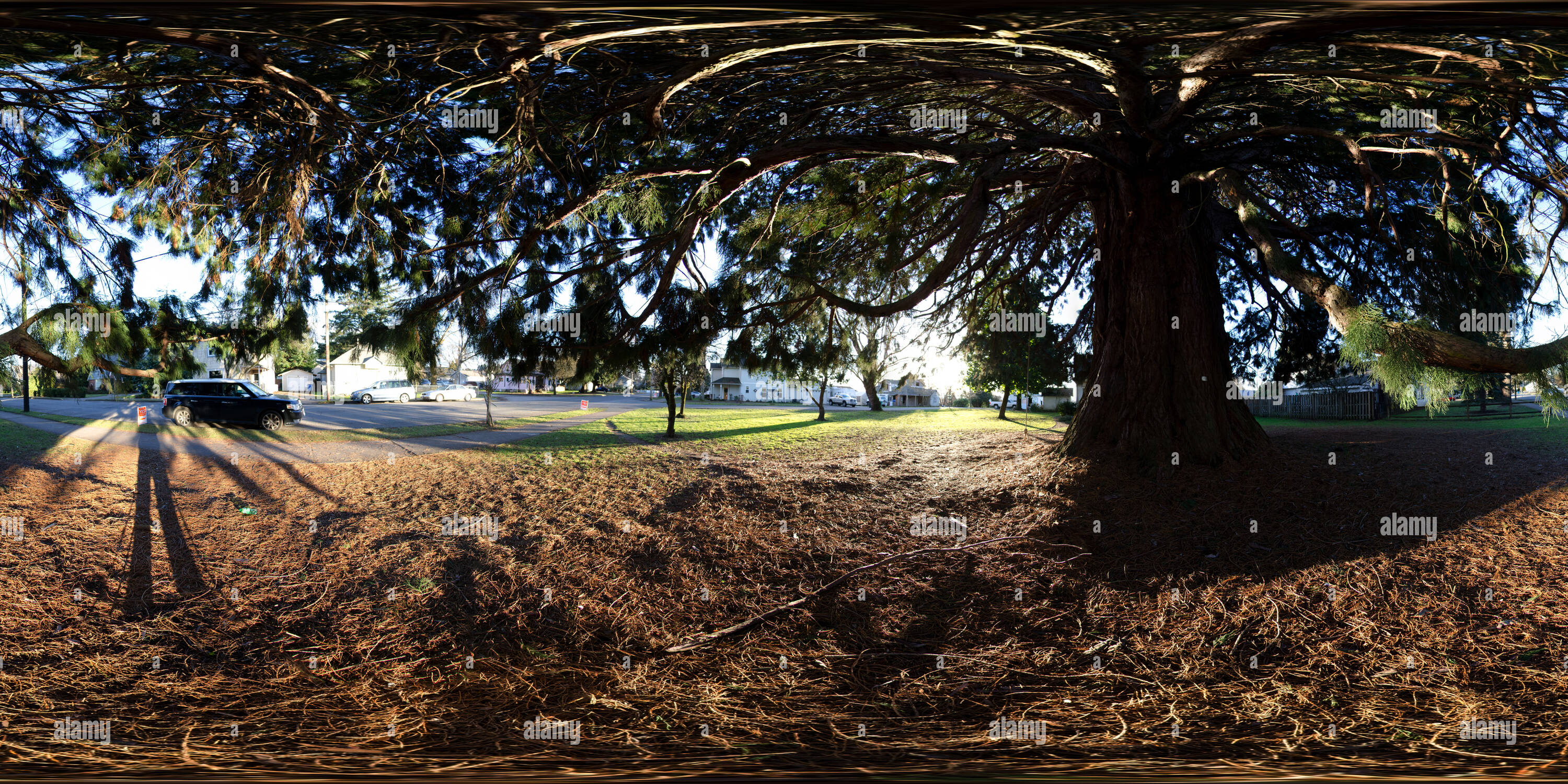 360° view of Sequoia Tree Ridgefield, WA - Alamy
