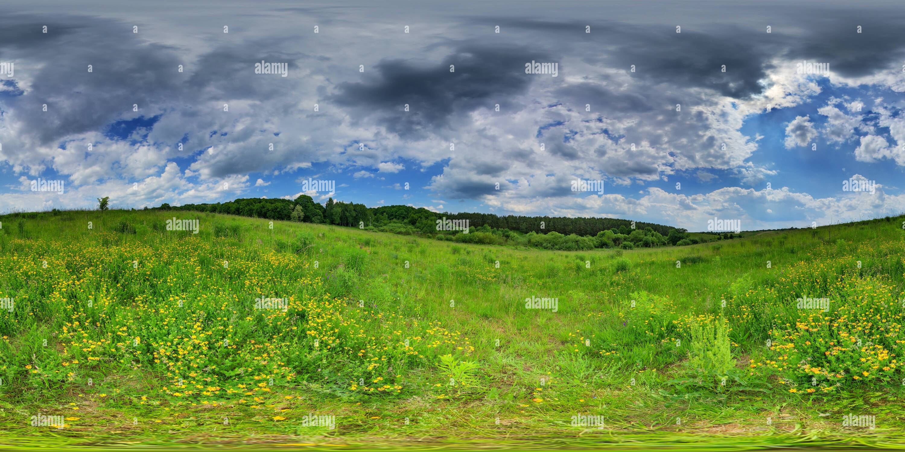 360° view of Field with wildflowers - Alamy