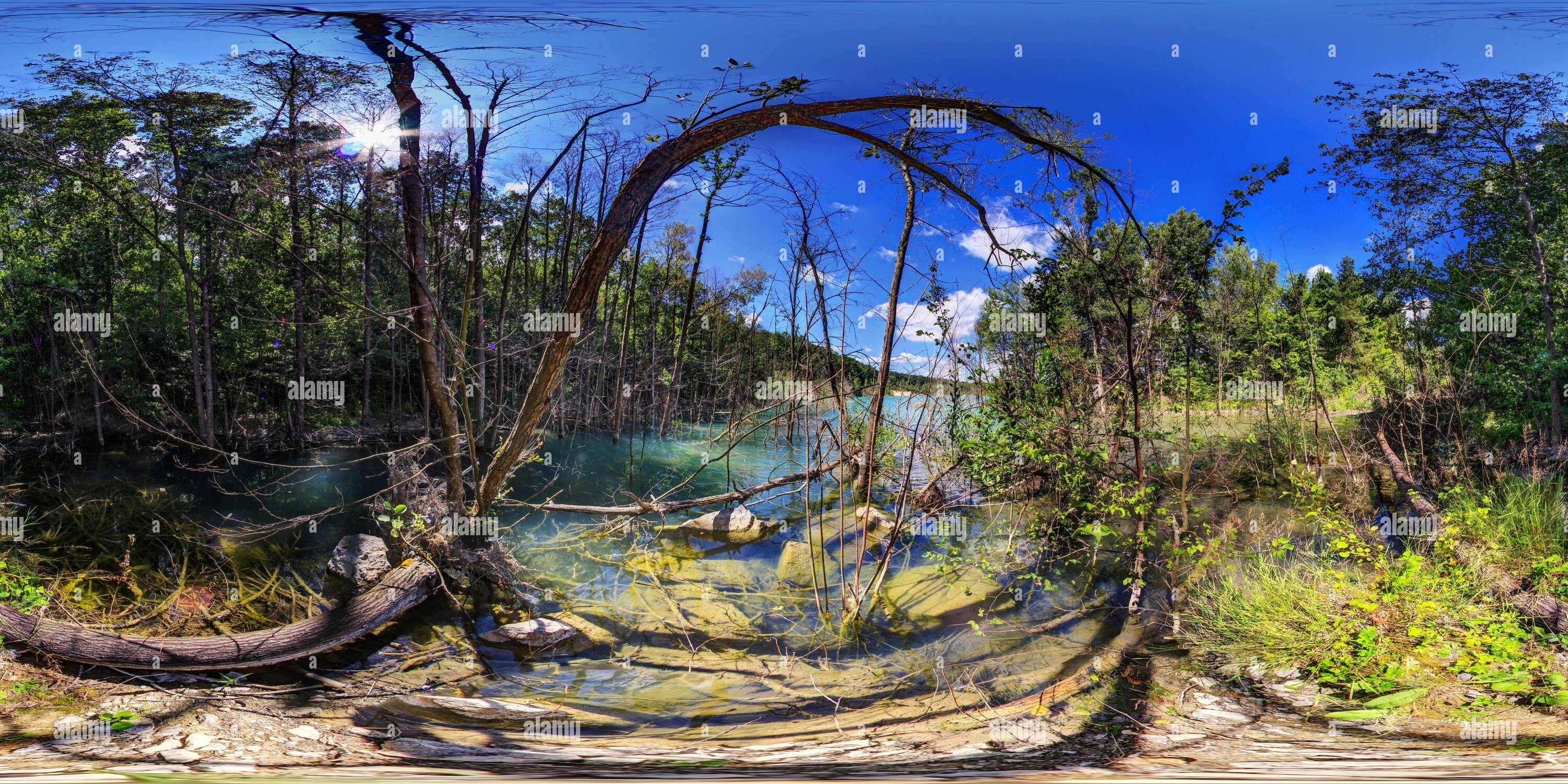 360° view of Thicket of drowned forest - Alamy
