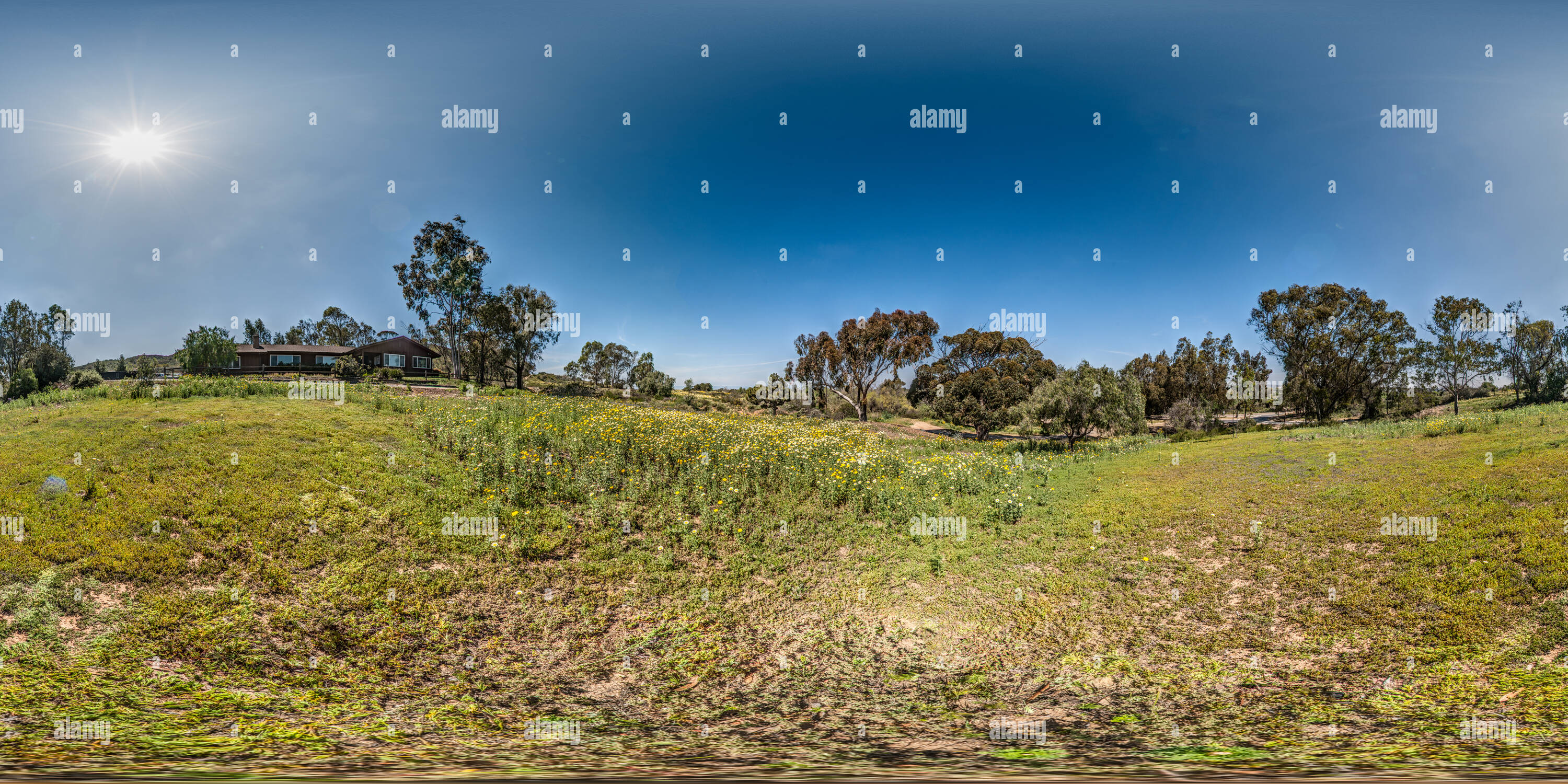 360° view of Spring Flowers in Southern California - Alamy