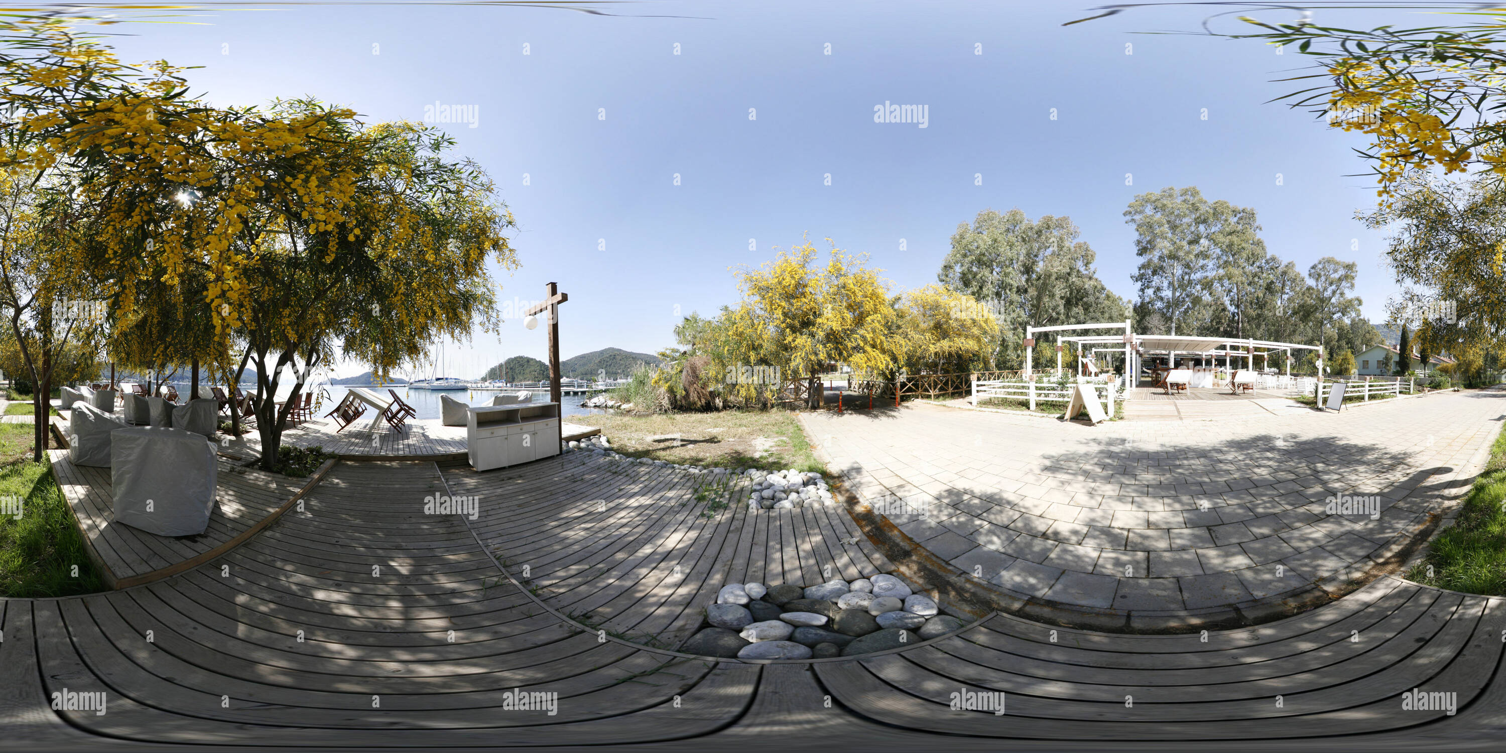 360° view of The Mimosa Bush - Alamy