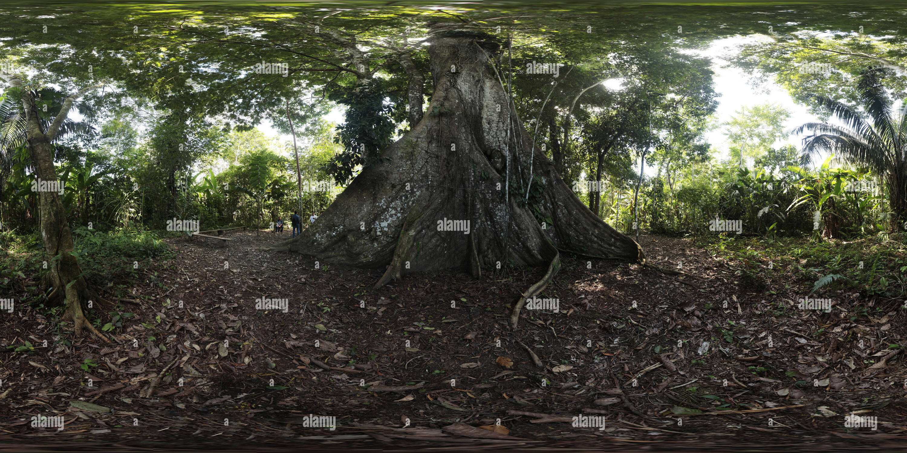 360° view of Samona Tree (giant ceibo - Alamy